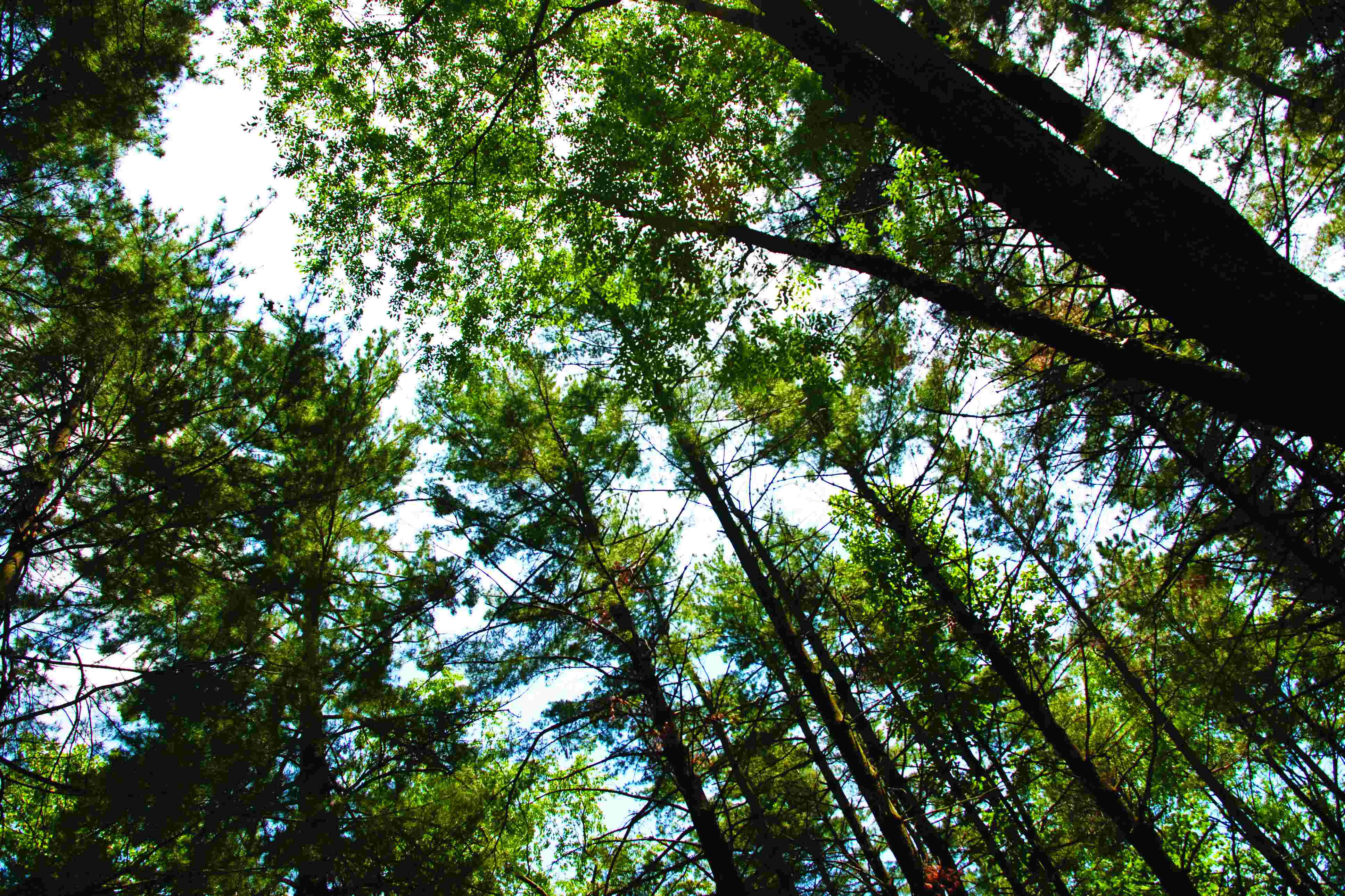Millwood Pines Looking through the Trees - Wrapped Canvas Print | Wayfair