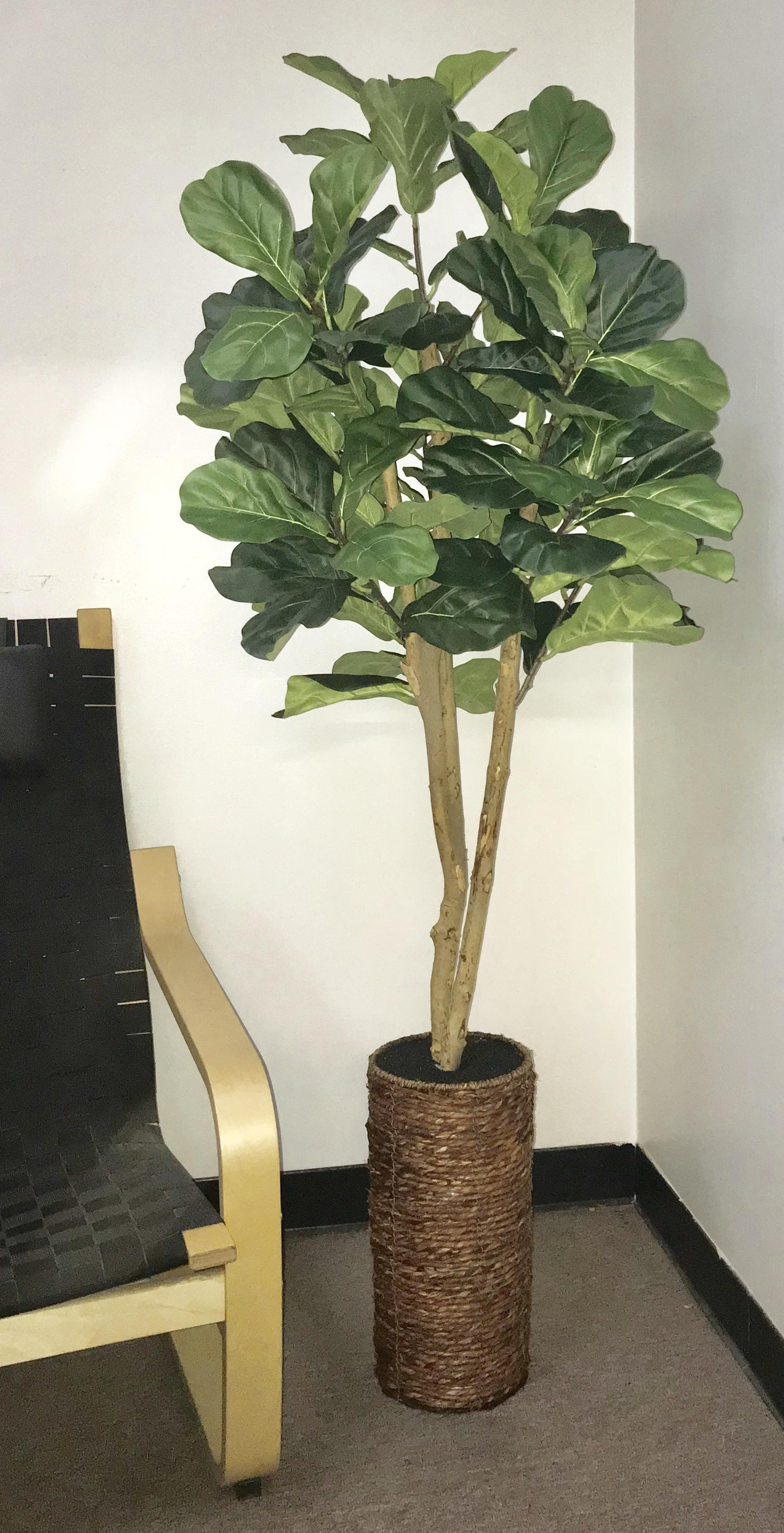Beachcrest Home™ 49" Fiddle Leaf Fig Tree in Basket & Reviews | Wayfair