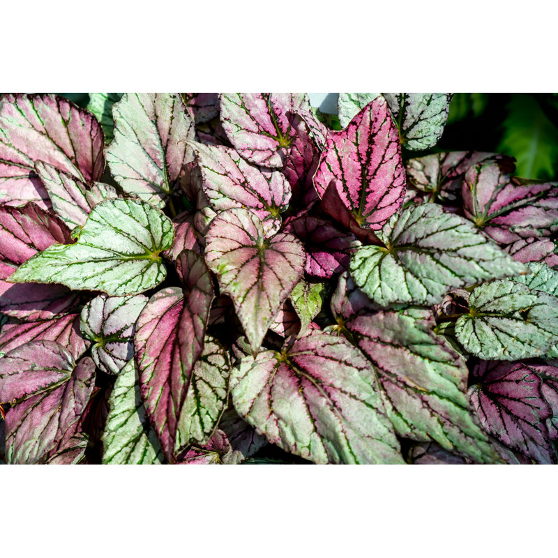 Ebern Designs Begonia Leaves - Photographie sur toile tendue - Wayfair ...