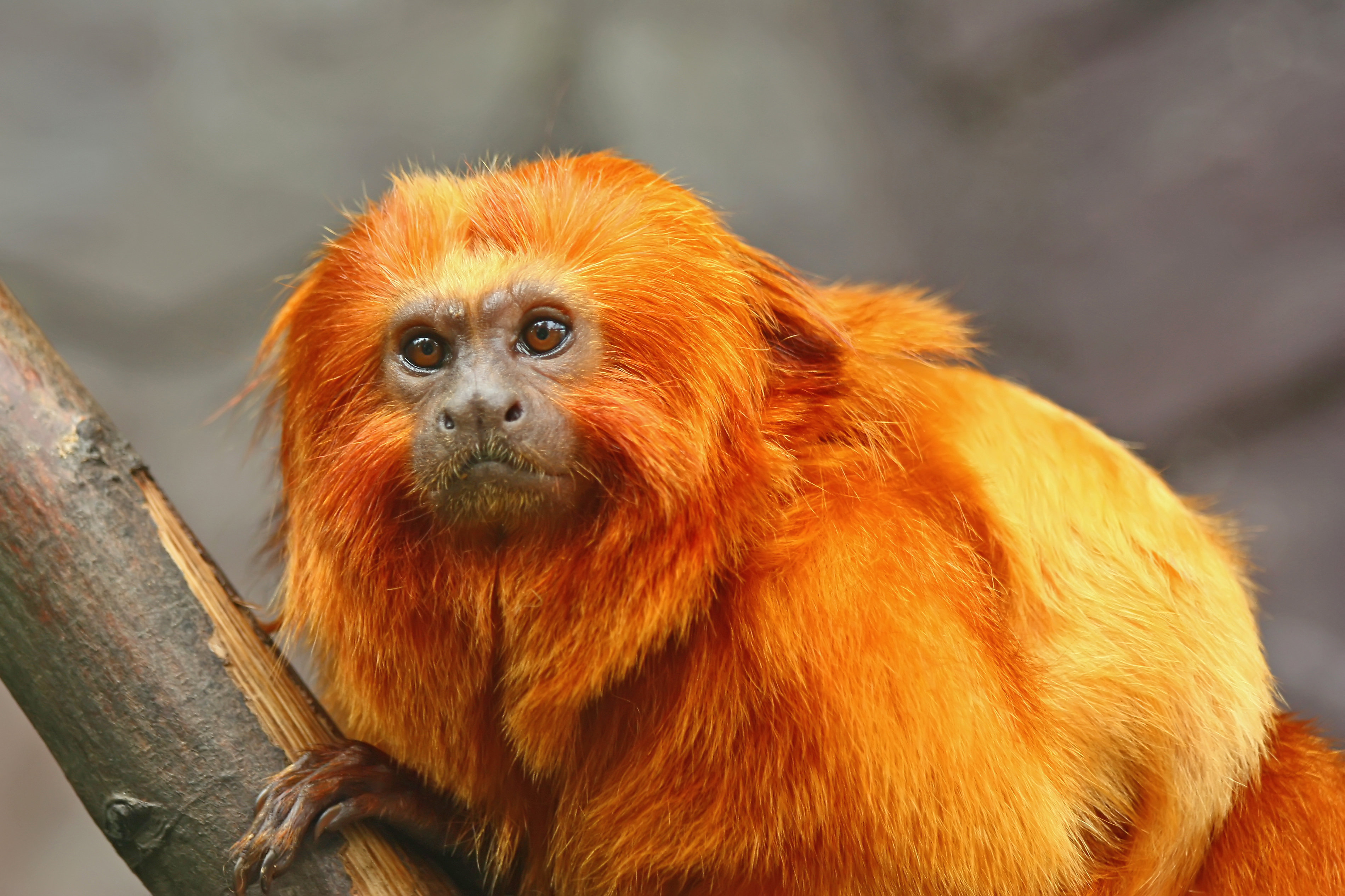 ModernMoments Golden Lion Tamarin by Jaroslav Frank - Wrapped Canvas ...