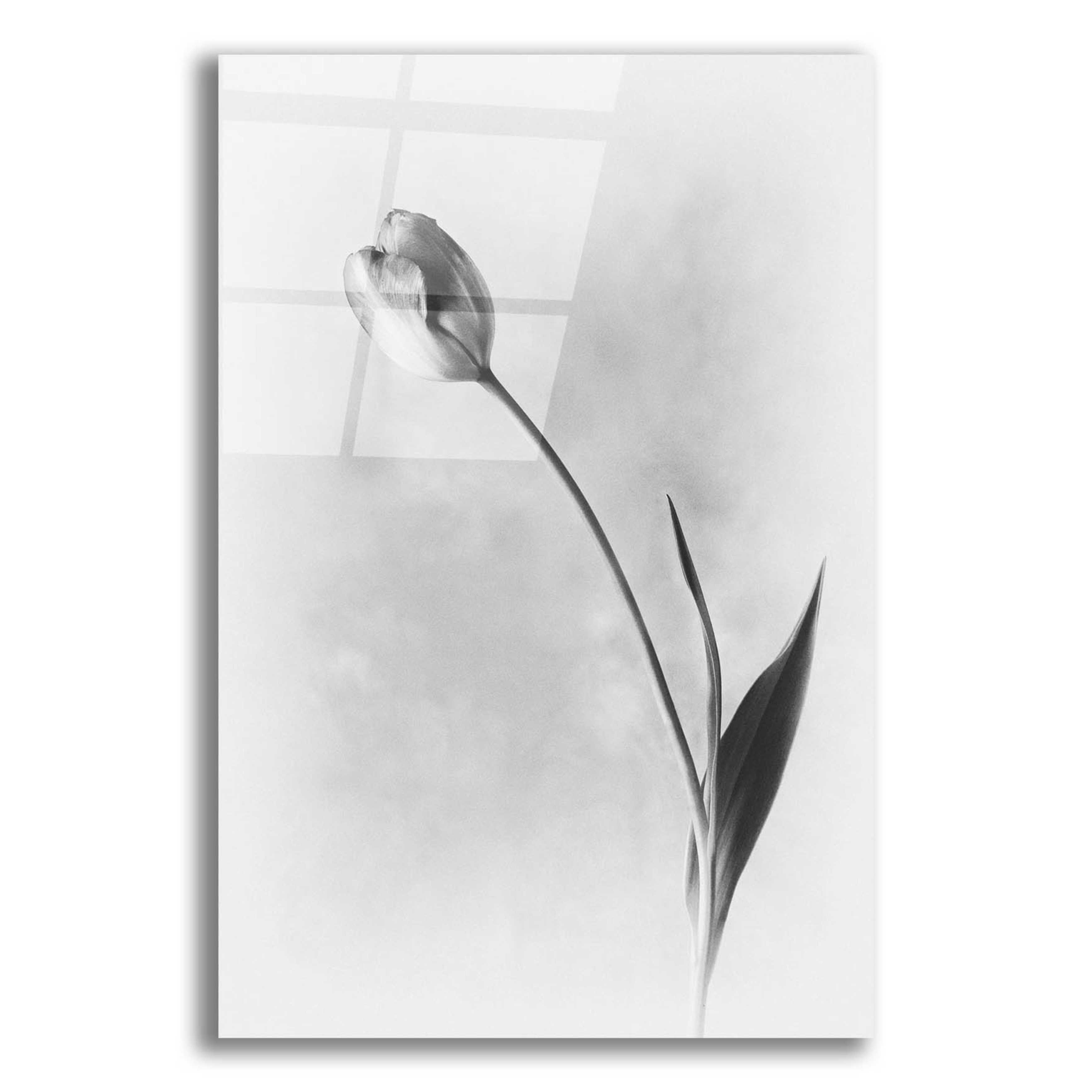 Latitude Run® ''Soft Tulips II'' By Debra Van Swearingen, Acrylic Glass ...