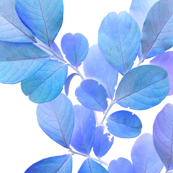 Rosalind Wheeler Xray Leaves I by Vision Studio - Wrapped Canvas Print ...