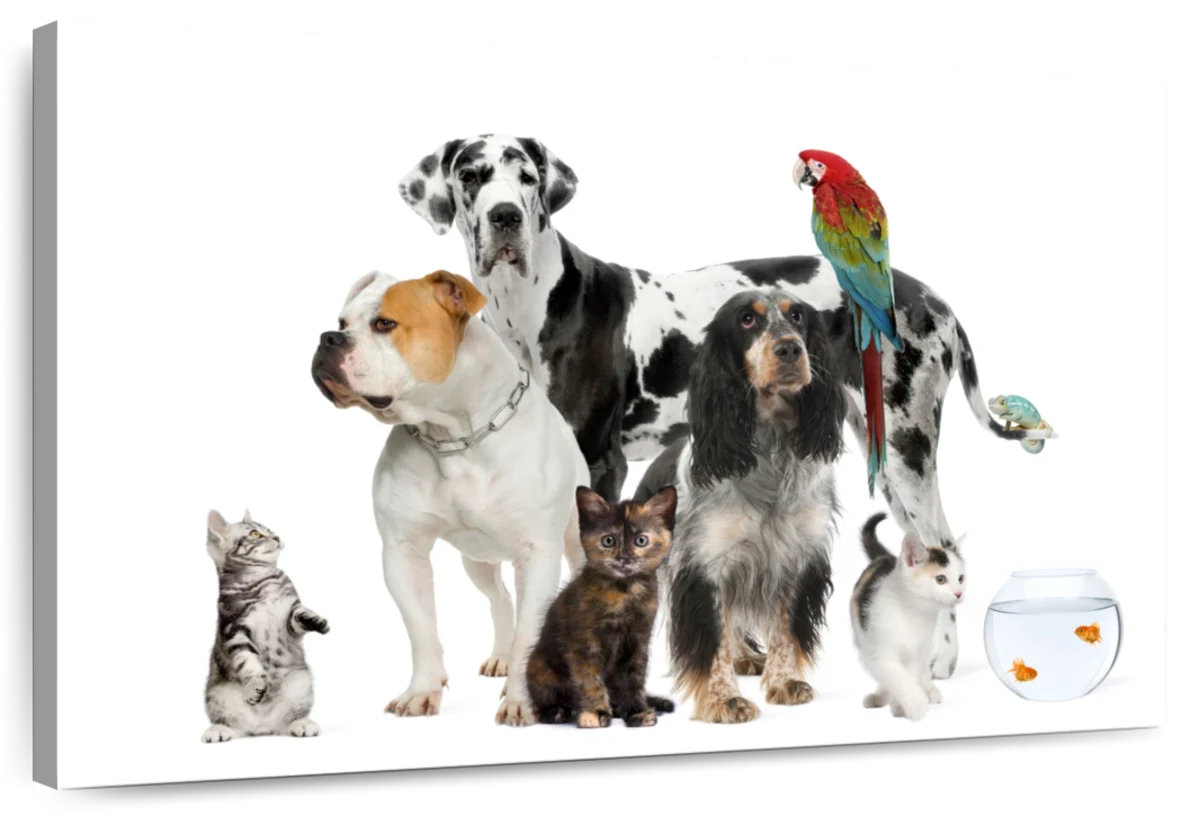 Ebern Designs Group Of House Pets | Wayfair