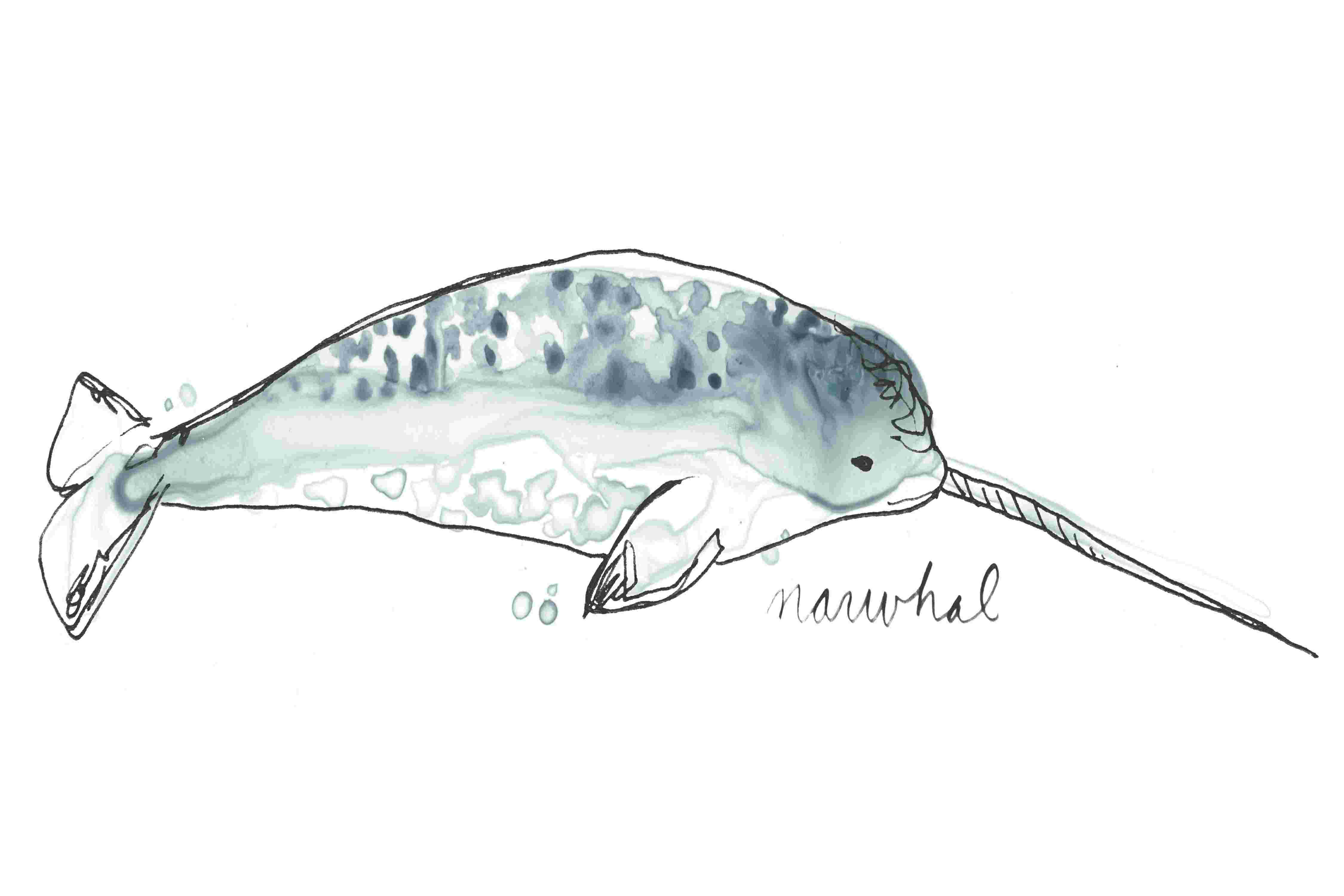 Rosecliff Heights Cetacea Narwhal - Wayfair Canada