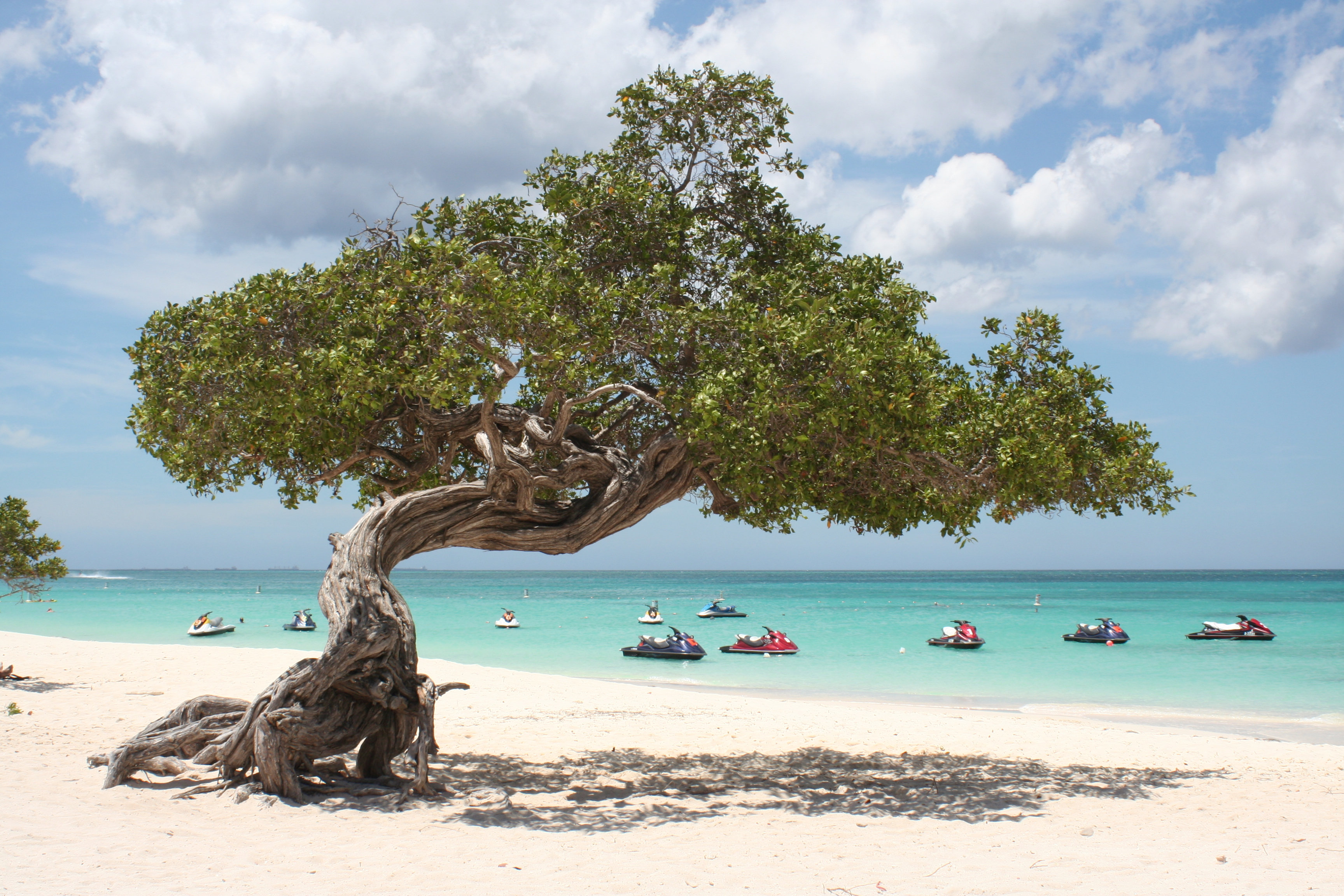 Highland Dunes Divi Tree Aruba by Marc Boettinger - Wrapped Canvas ...