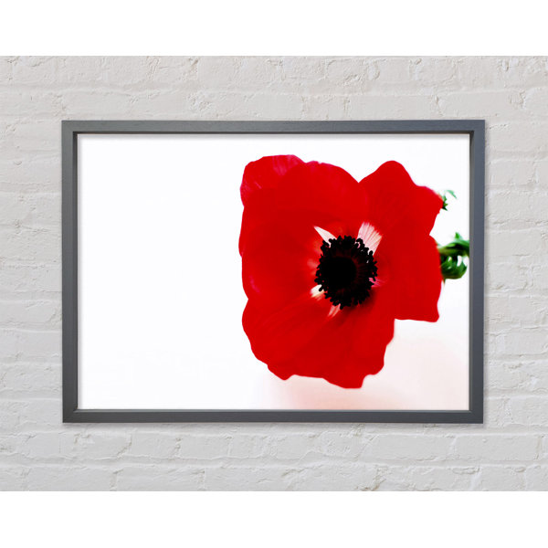 Ebern Designs Roter Mohn Zentrum - Einzelner Bilderrahmen Kunstdrucke ...