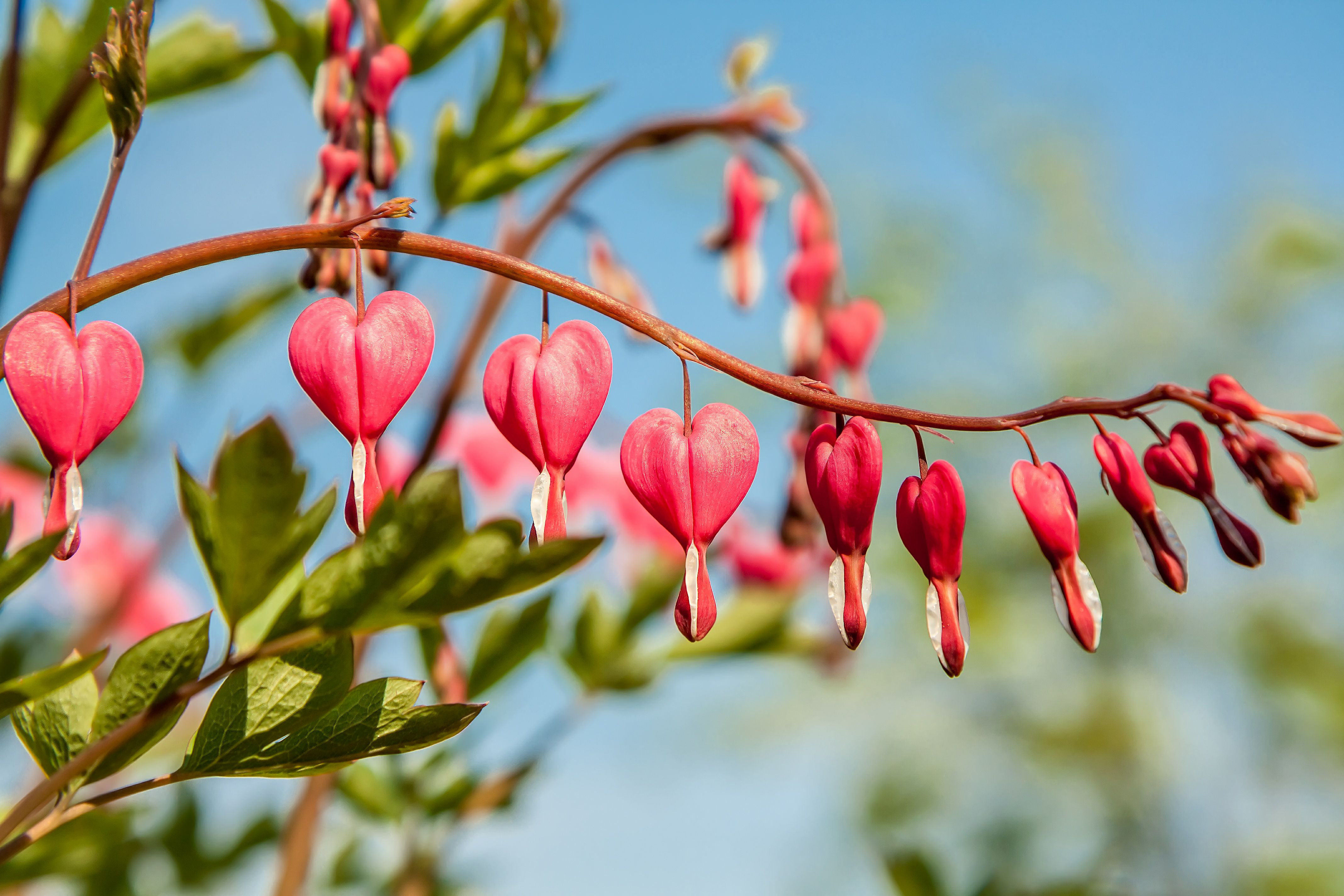 Ebern Designs Bleeding Heart Flower by Splendens - Wrapped Canvas ...