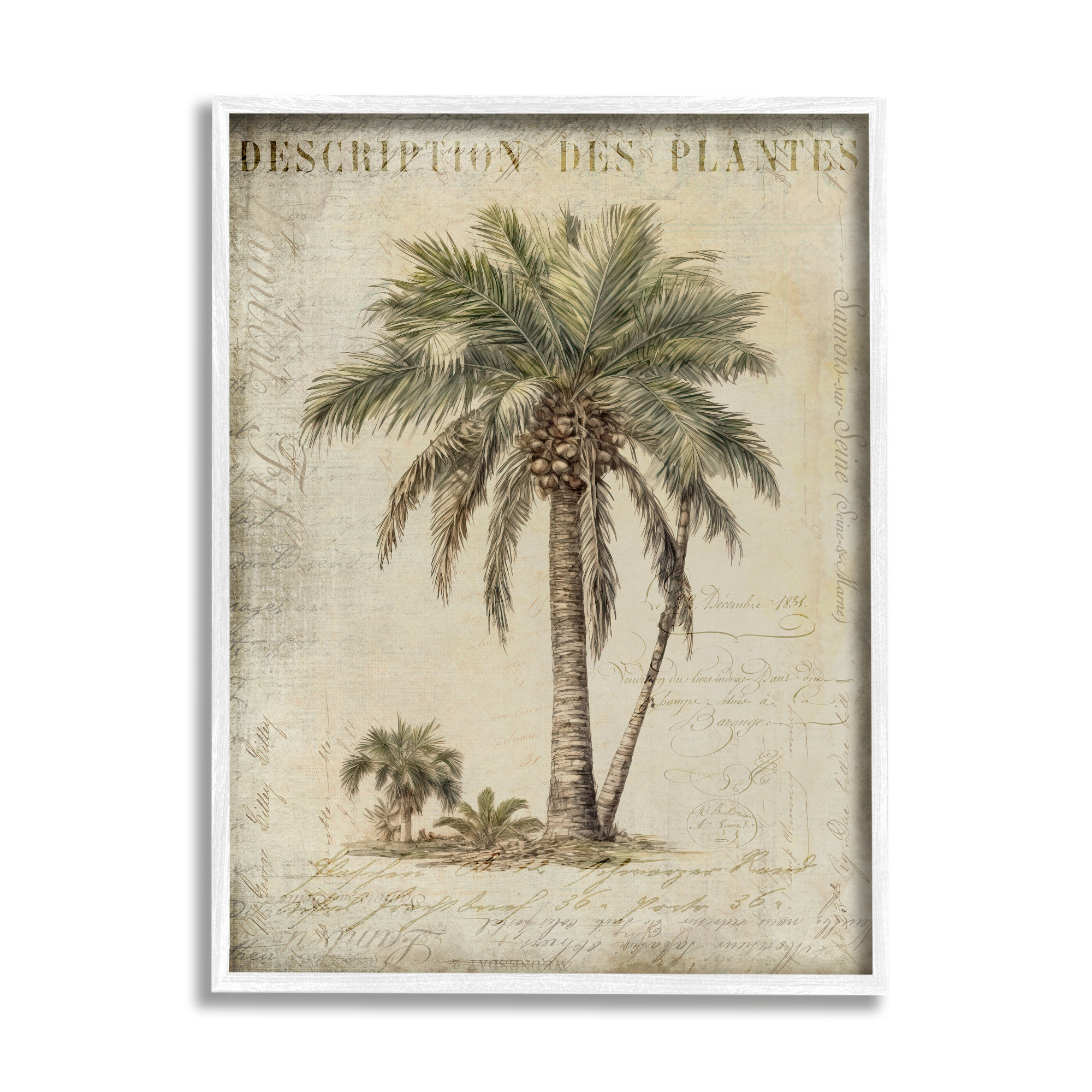 Stupell Industries Ba-008-Framed Vintage Palm Tree Study Framed On ...