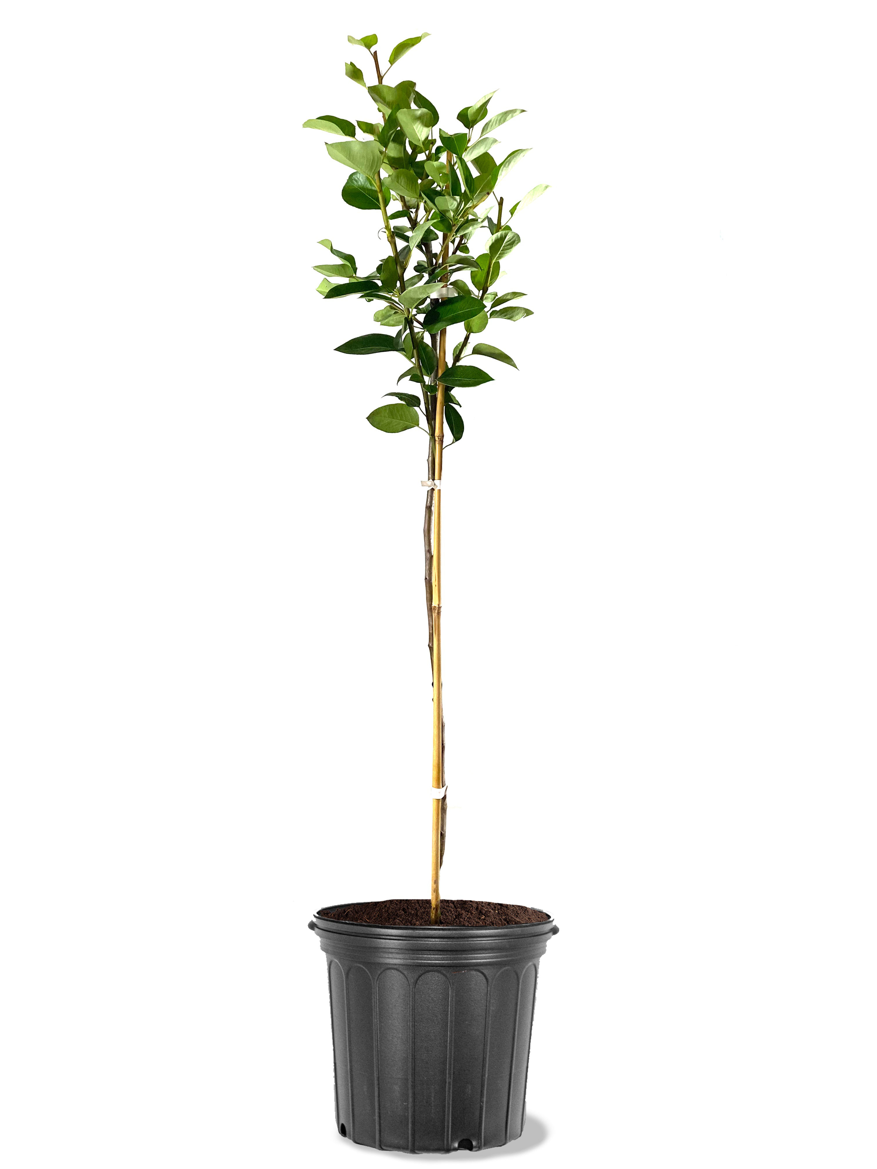 American Plant Exchange Live Fruit Tree Baldwin Pear Outdoor Landscape ...