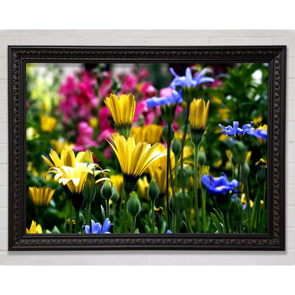 Bright Star Vail Flowers In Colorado - Single Picture Frame Print ...