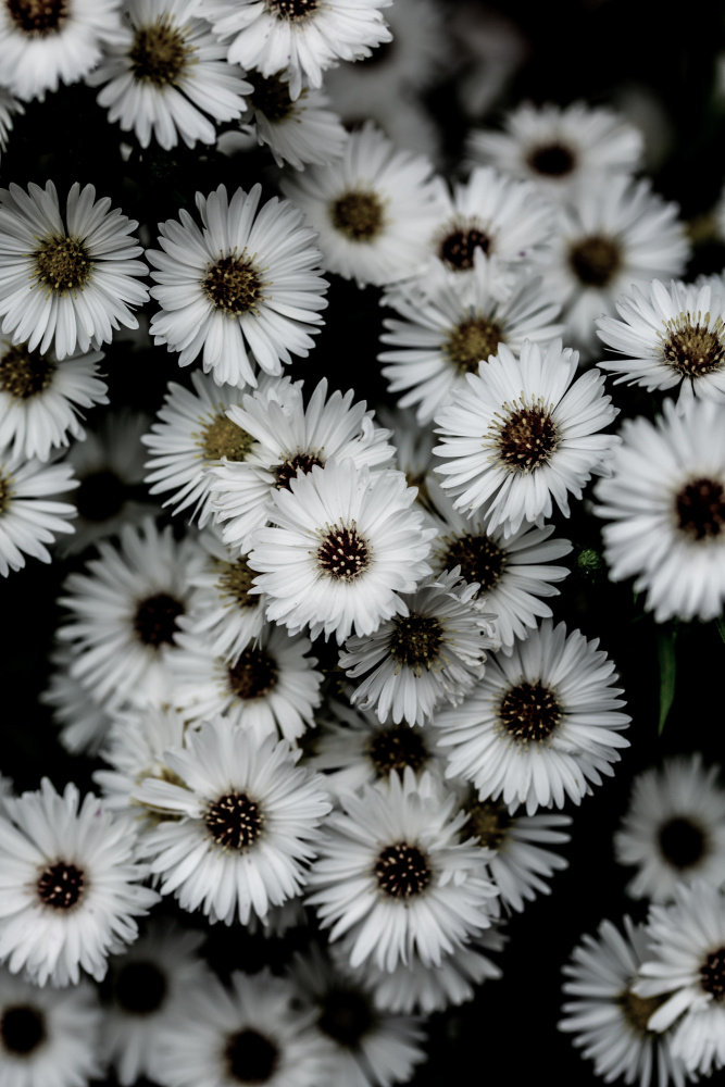 Brayden Studio Tiny Flowers 3 | Wayfair.co.uk