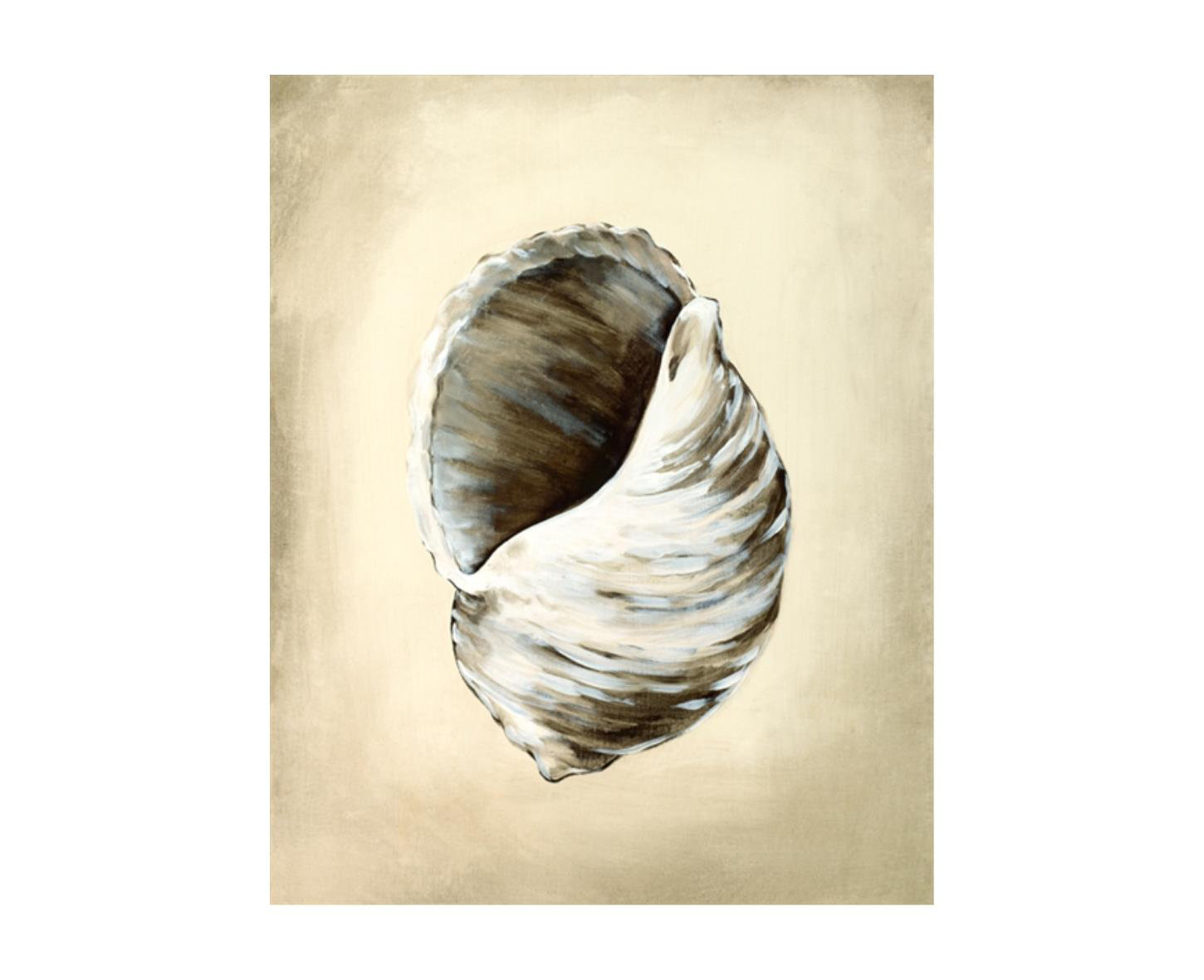 Chelsea Art Studio Seashells III by Sydney Edmunds - Graphic Art | Wayfair