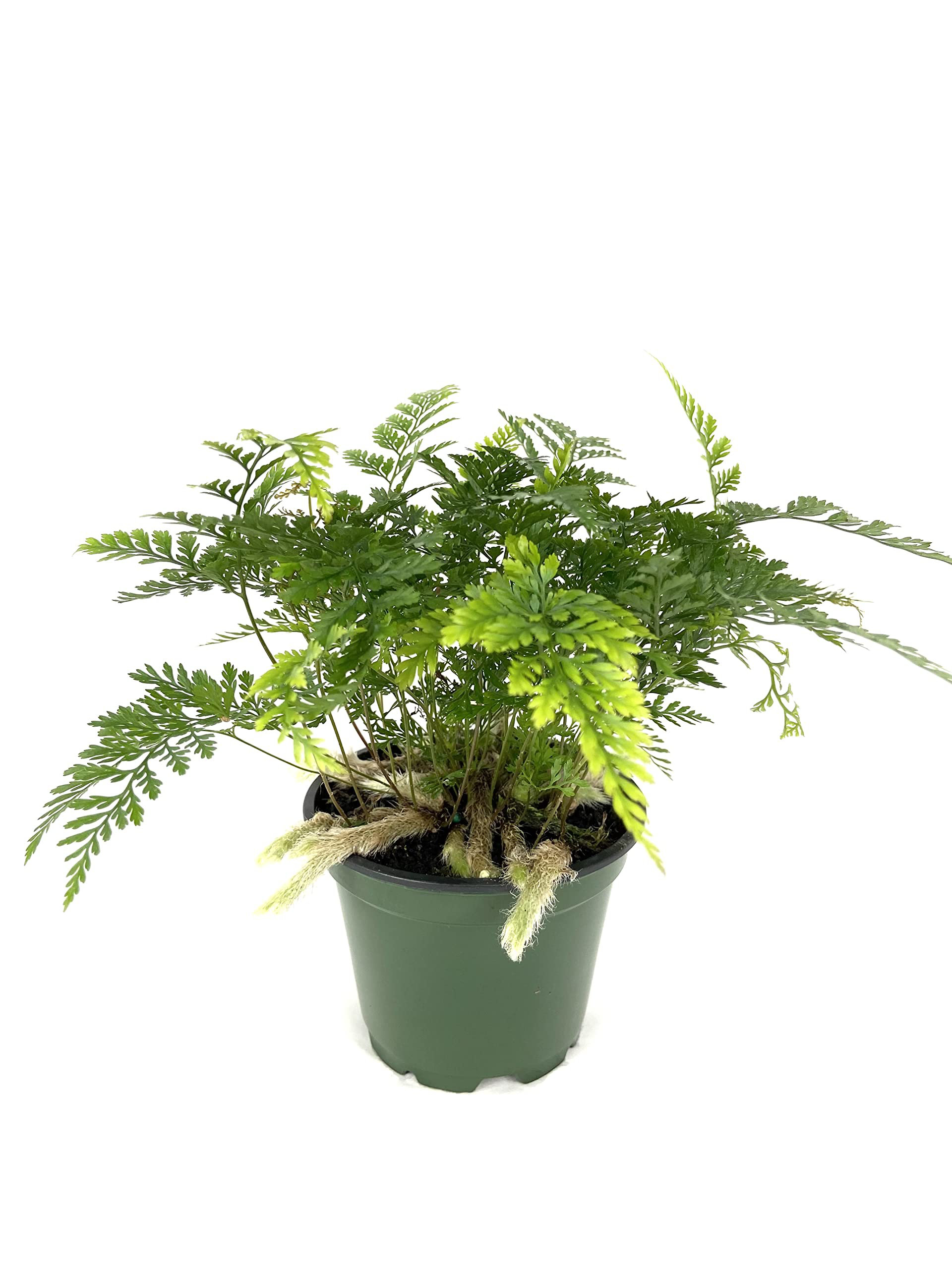 Wekiva Foliage LLC Rabbit's Foot Fern - Live Plant in a 4 Inch Pot ...