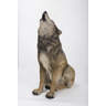 Hi-Line Gift Ltd. LARGE WOLF STATUE & Reviews - Wayfair Canada
