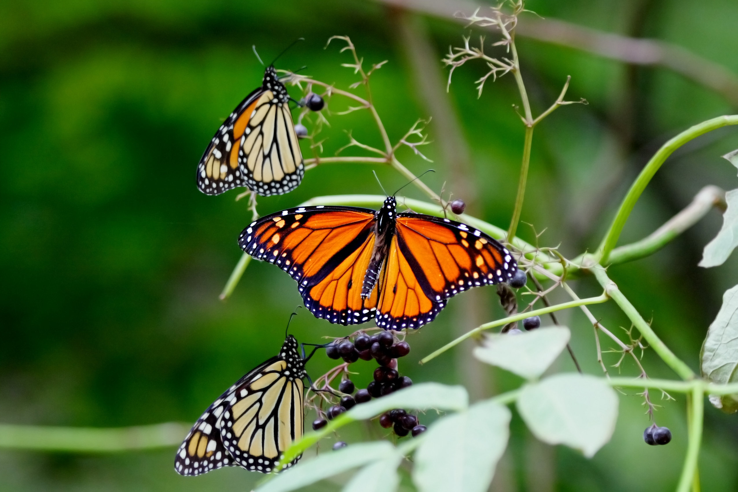 Hokku Designs Claiden Butterflies Bunch by Appleaday - Wrapped Canvas ...