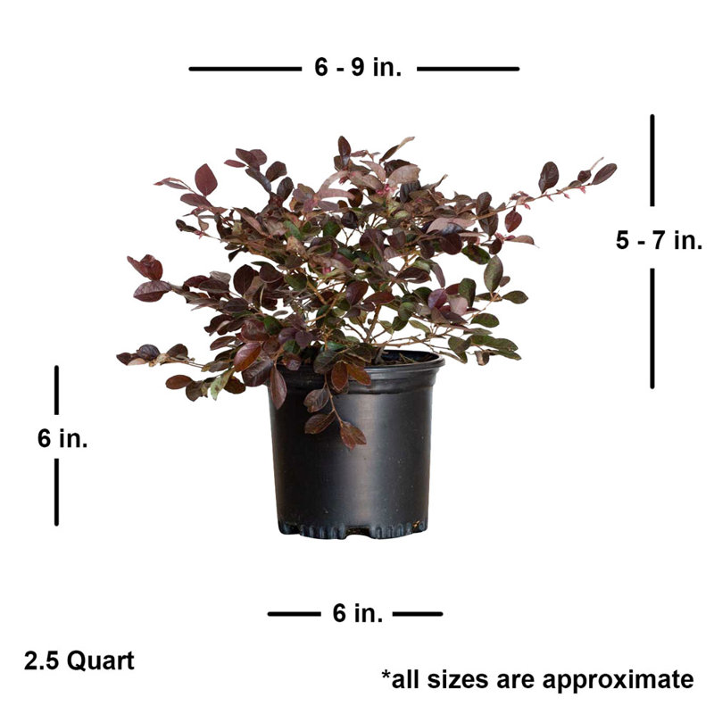 Plants by Mail 2.5 Qt. Ruby Loropetalum - Evergreen Flowering Shrub ...