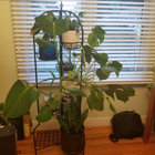 Fleur De Lis Living Bridget Plant Stand & Reviews - Wayfair Canada