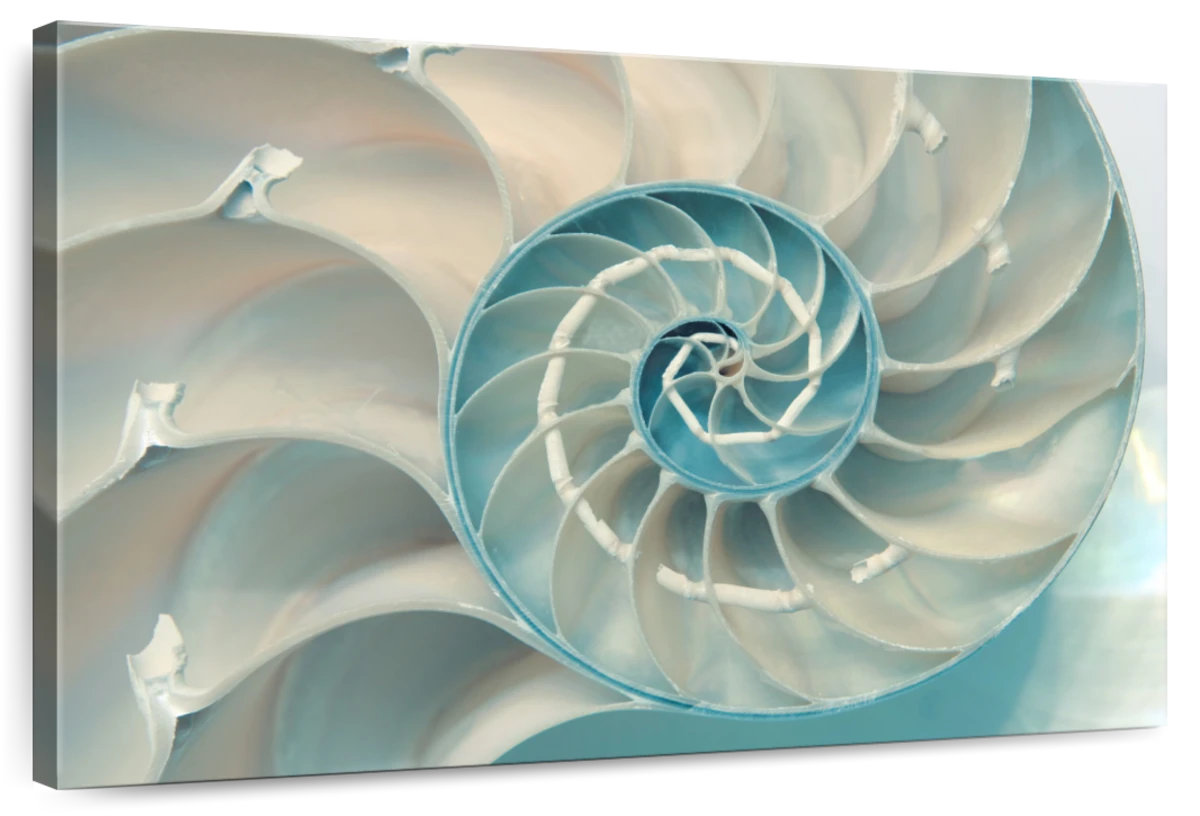Ebern Designs Inside A Nautilus Shell - Wayfair Canada