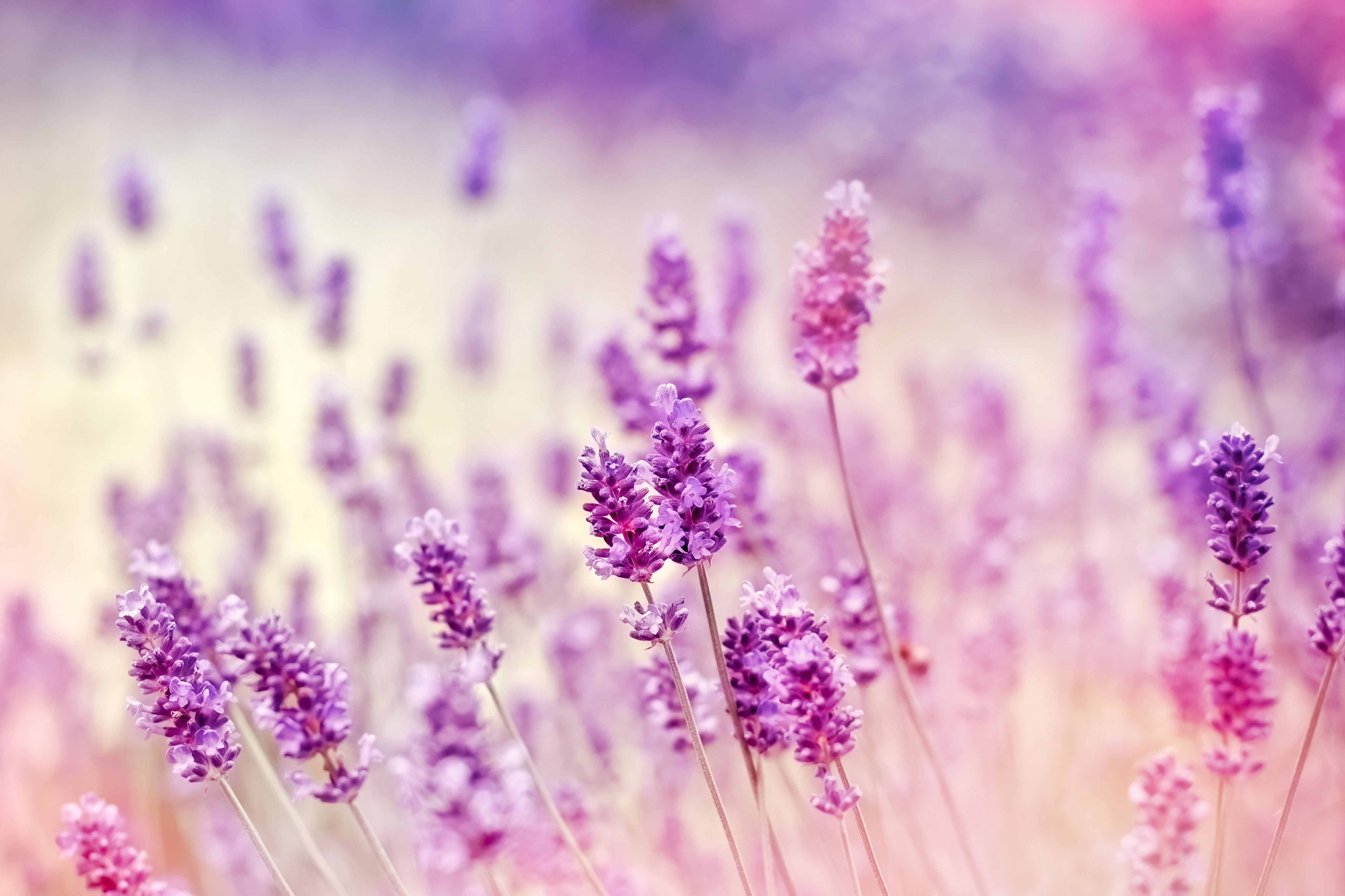 Ophelia & Co. Soft Focus On Lavender by - Wrapped Canvas Photograph ...