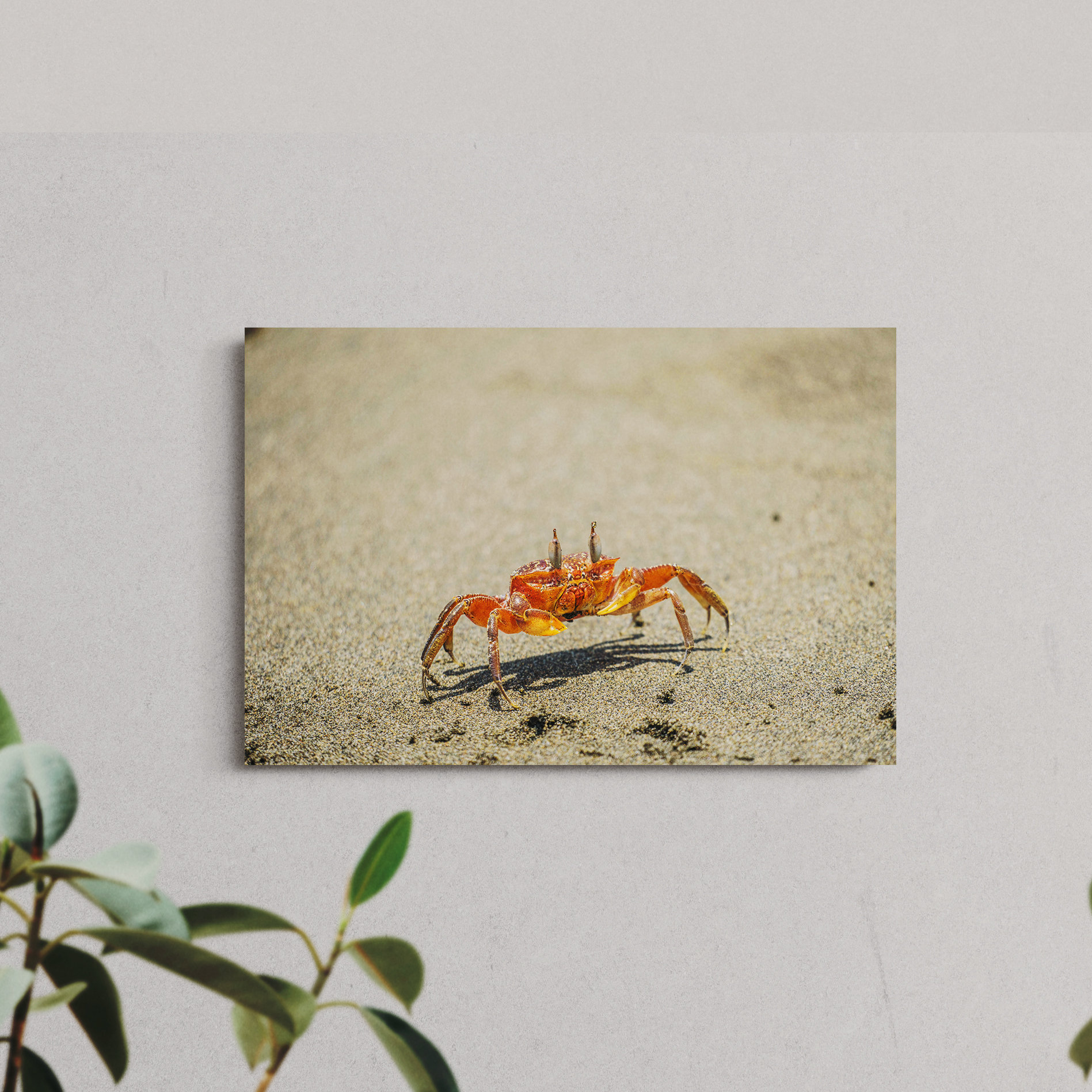 Highland Dunes Crab on a Beach | Wayfair