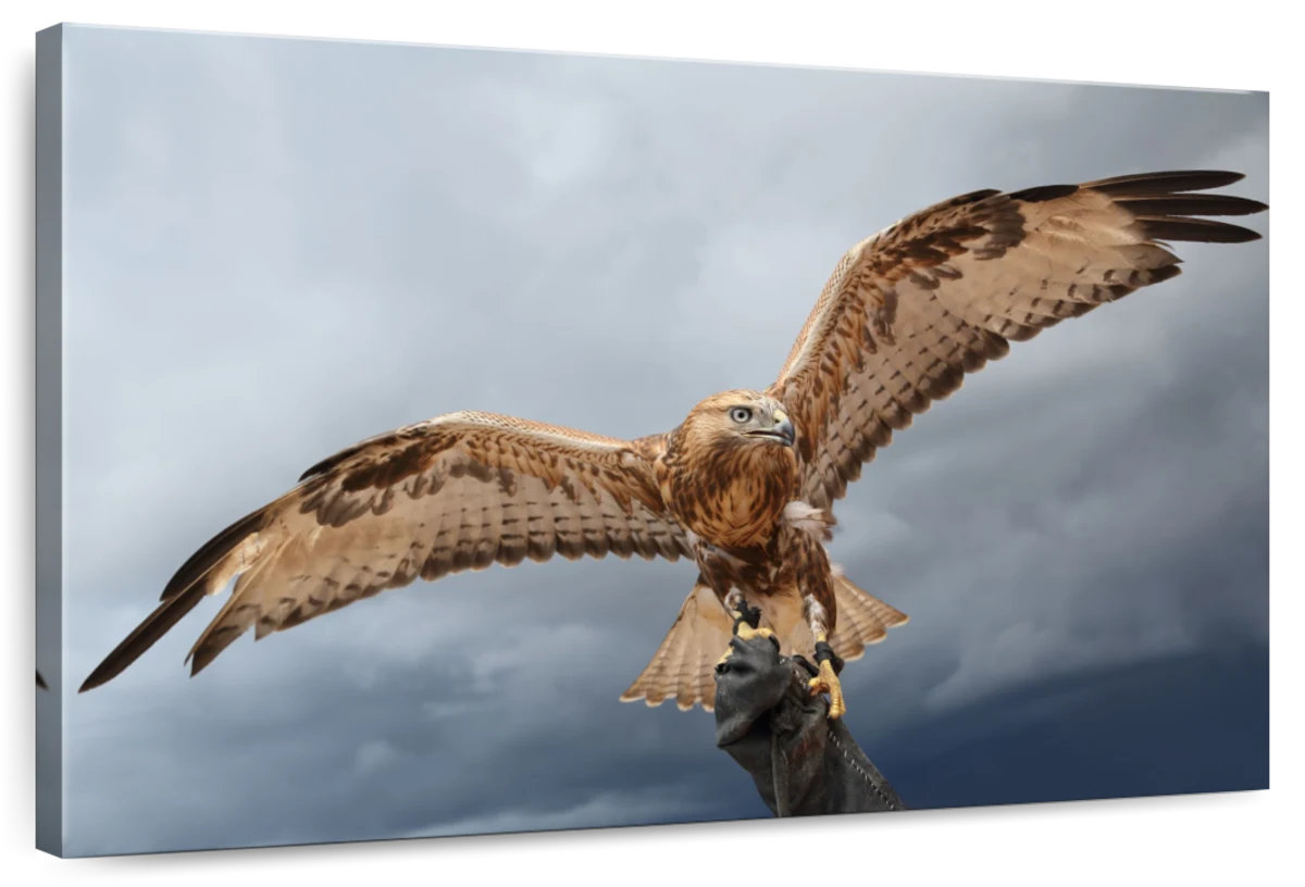 Ebern Designs Brampt Falcon On Gauntlet | Wayfair