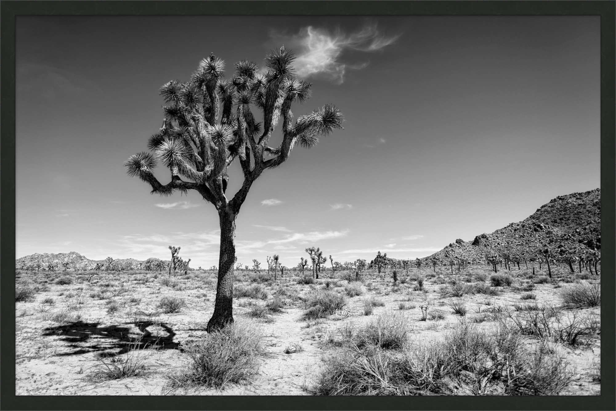 Wendover Art Group Joshua Tree 1 by Christopher Kennedy - Picture Frame ...
