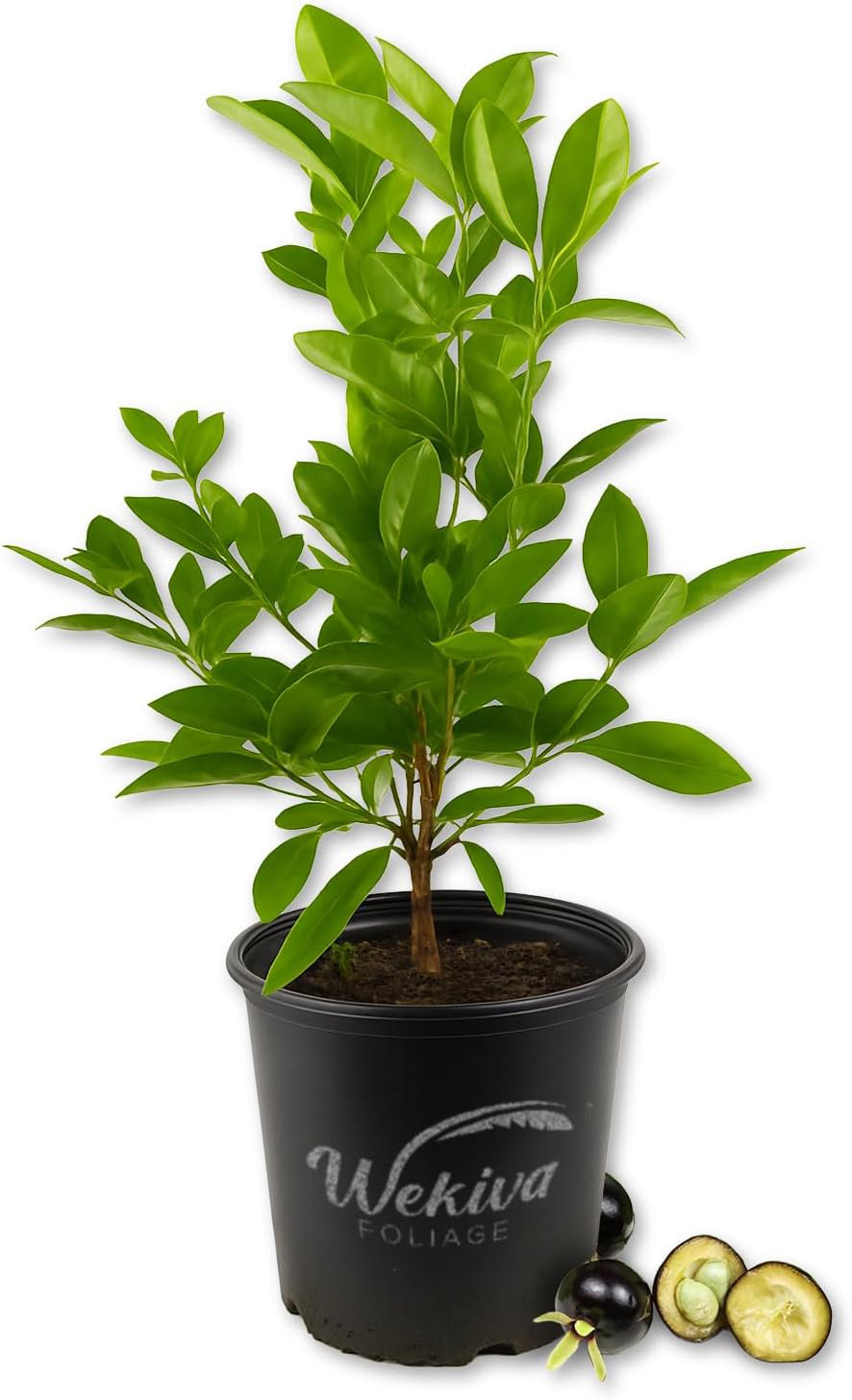 Wekiva Foliage LLC Brazilian Cherry Tree - Grumichama - Live Plant in a ...