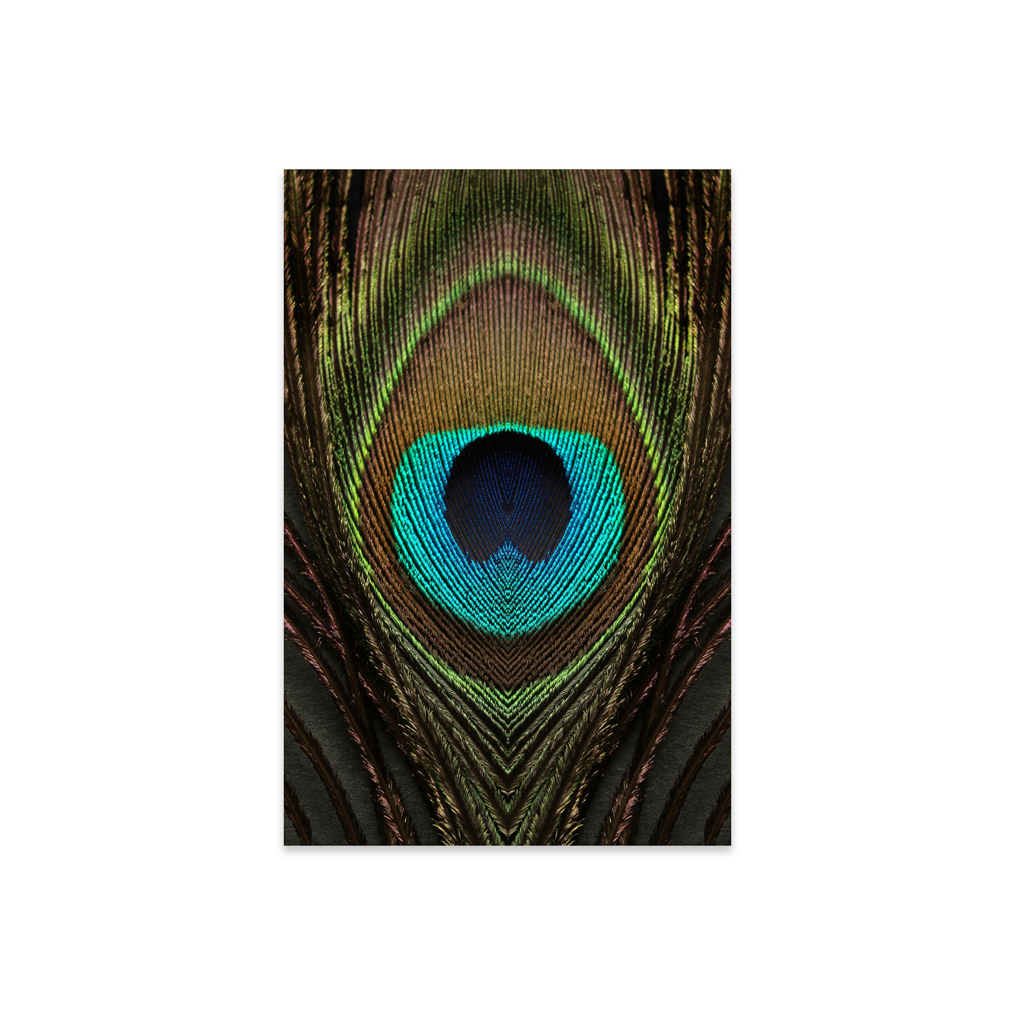 Bungalow Rose Peacock Feather Symmetry I by Alyson Fennell | Wayfair