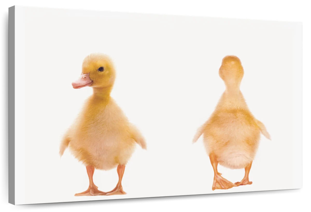 Latitude Run® Duckling Front And Back Portrait - Wayfair Canada