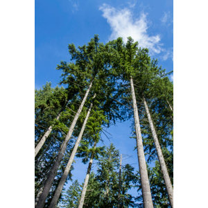 Bayou Breeze Squak Mountain State Park Issaquah Washington State USA ...
