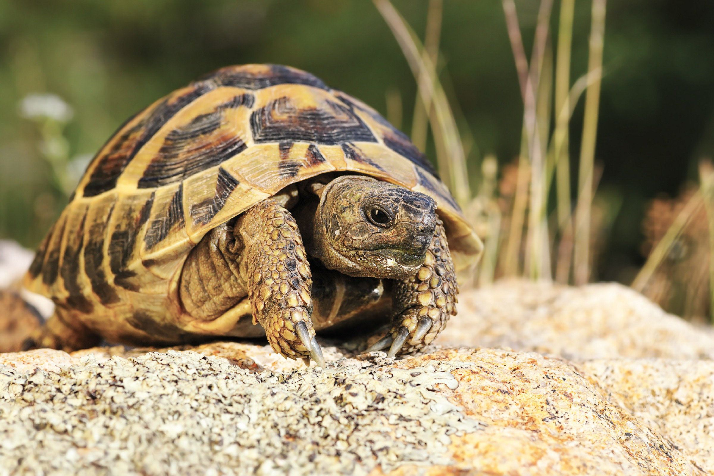Bay Isle Home™ Tortoise in Natural Habitat - Wrapped Canvas Photograph ...