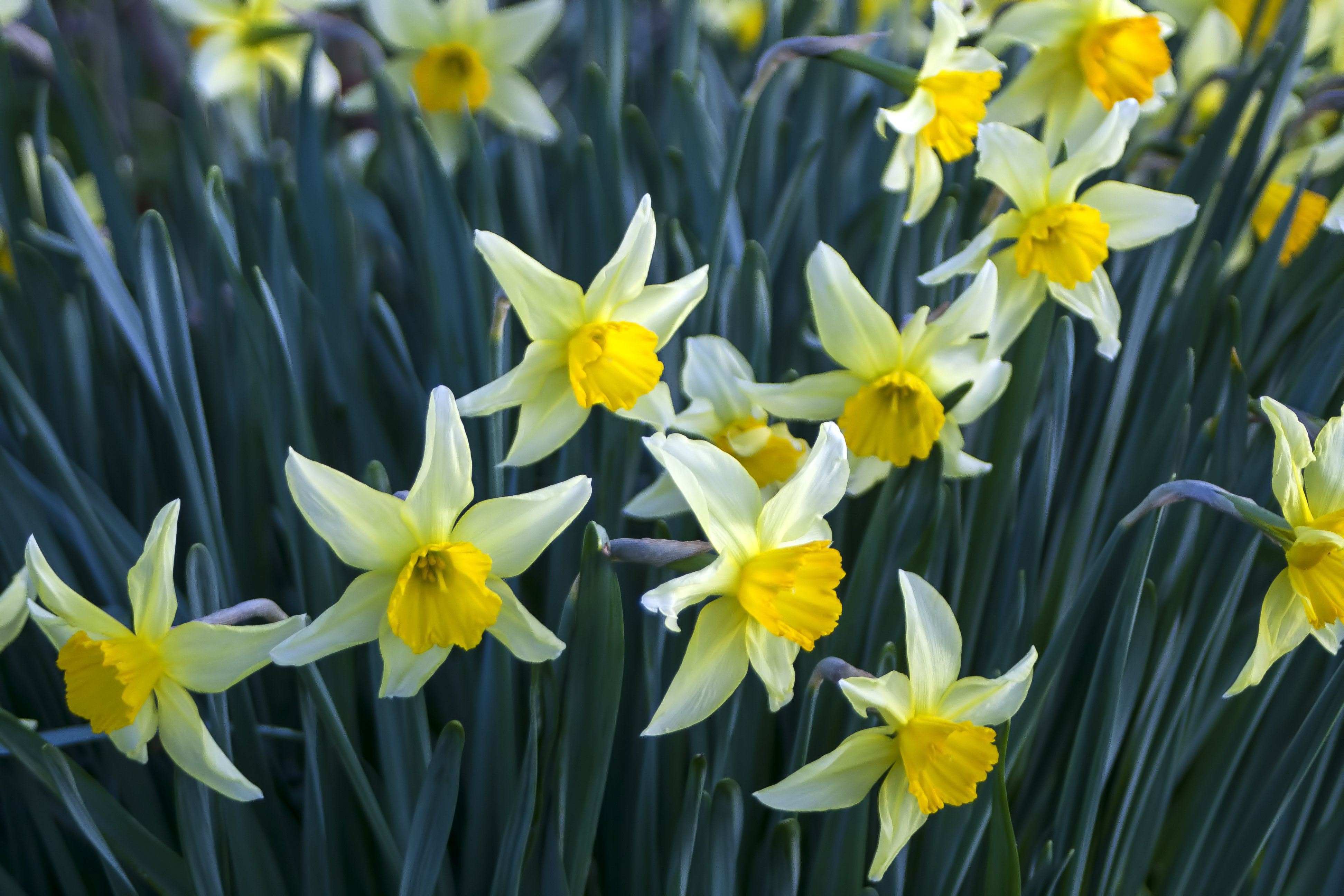 Hokku Designs Yellow Daffodils - Wrapped Canvas Photograph | Wayfair