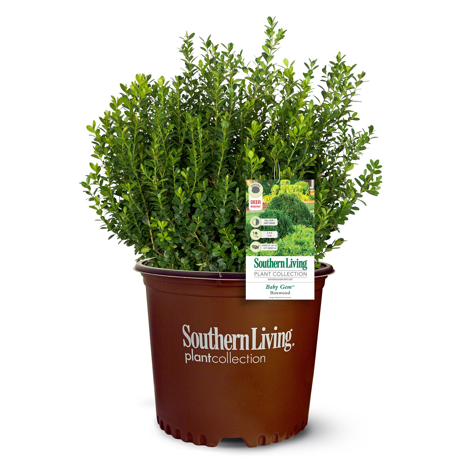 Southern Living Plant Collection 2.5 Qt. Baby Gem Boxwood - Compact ...