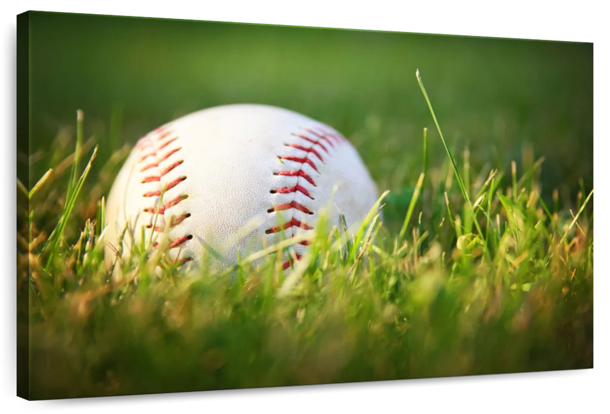 Elephant Stock Ground Baseball | Wayfair