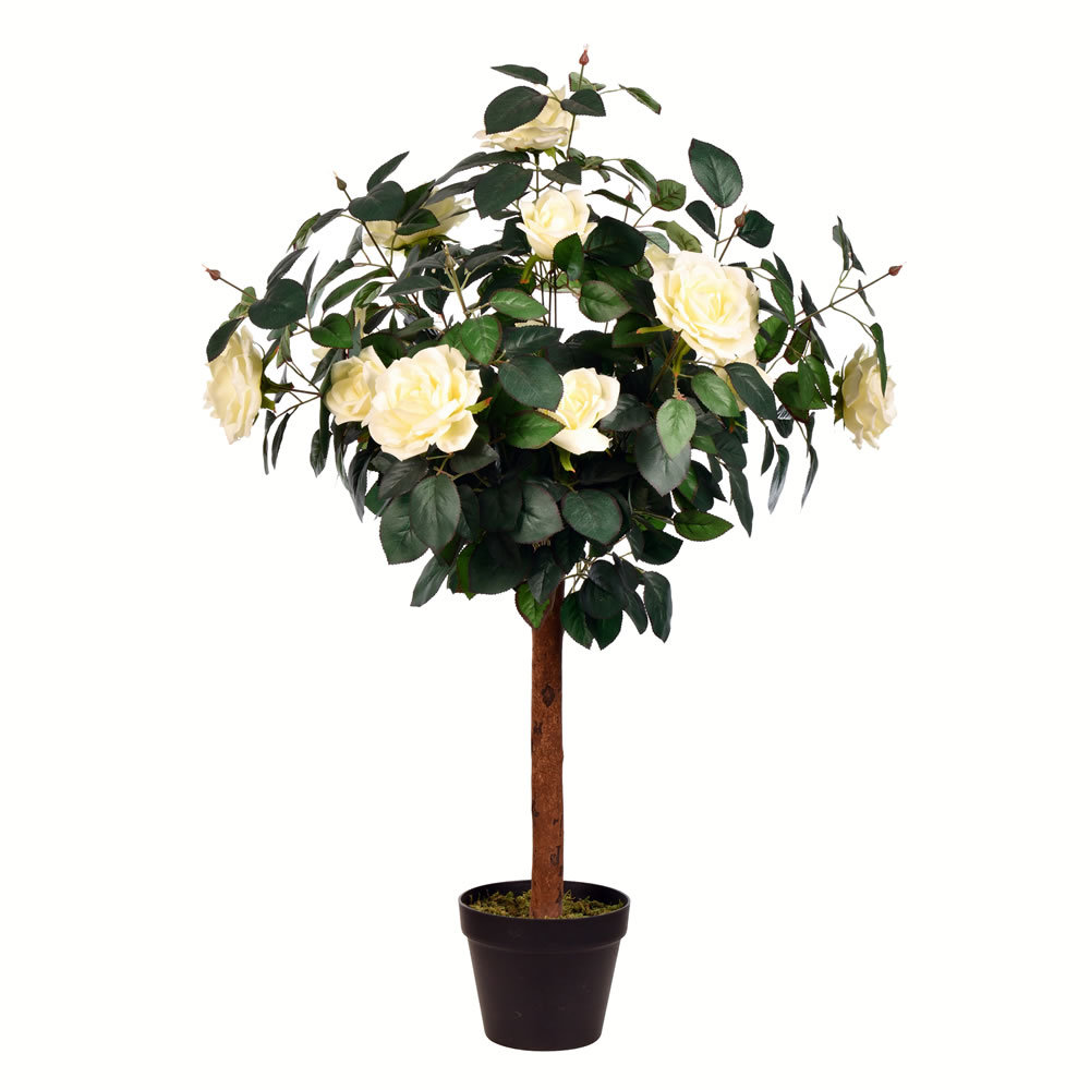 Charlton Home Rose Flowering Tree in Pot & Reviews - Wayfair Canada