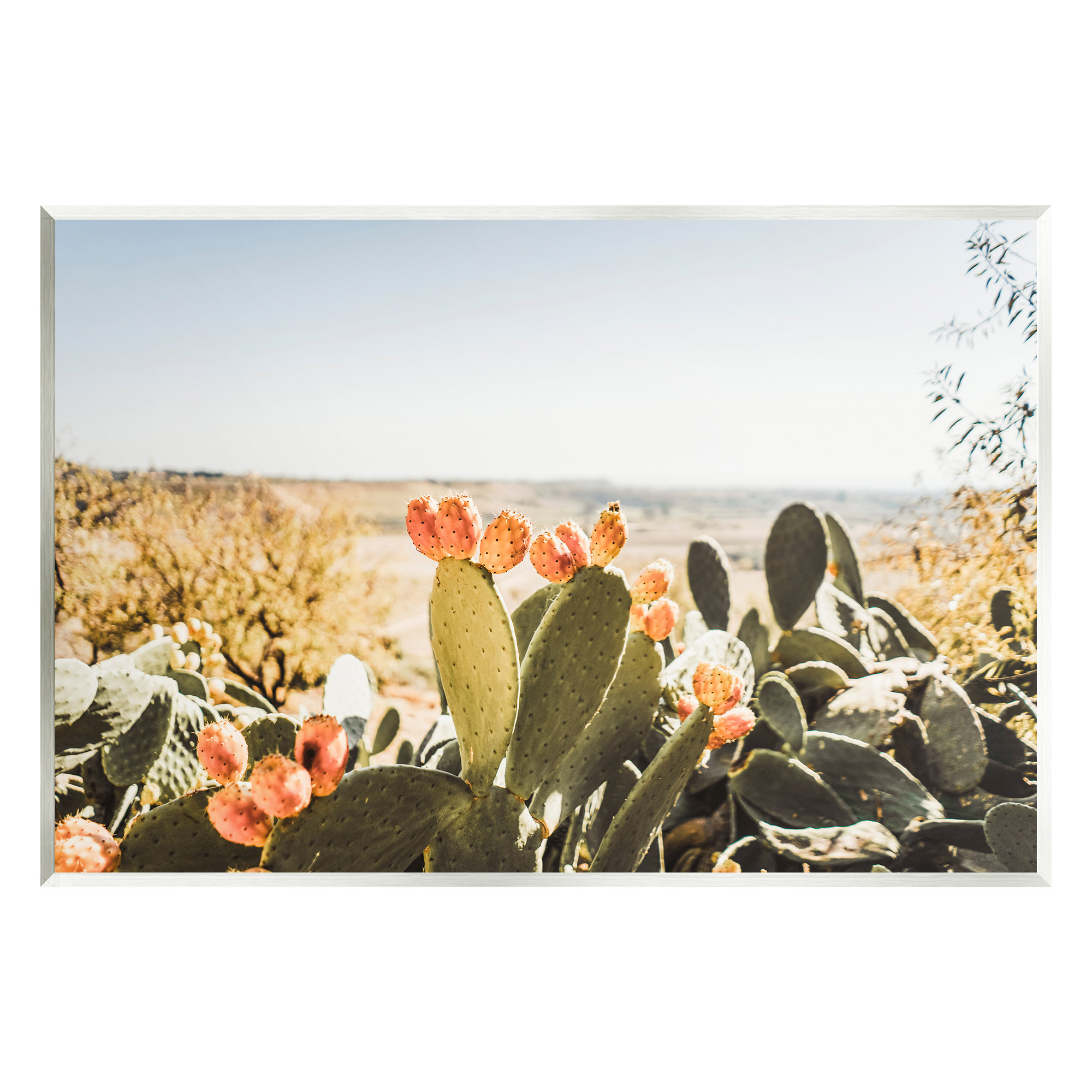 Stupell Industries Sunlit Prickly Pear Cactus by Krista Broadway ...