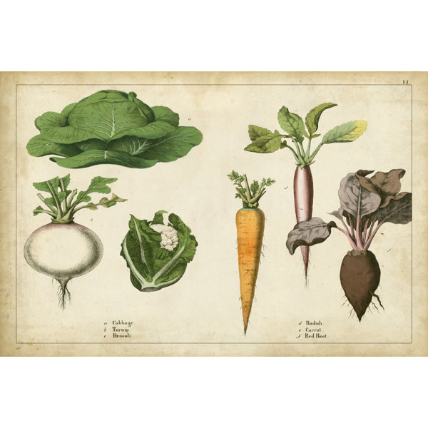 August Grove Kitchen Vegetables & Roots I - Wrapped Canvas Print ...