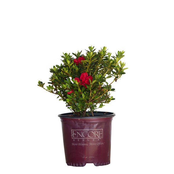 Encore Azalea 1 Gallon Autumn Fire Encore Azalea - Compact Flowering ...