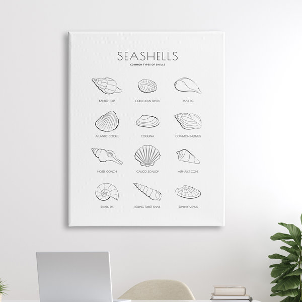 Stupell Industries Seashell Guide For Common Shells Minimal Nautical ...
