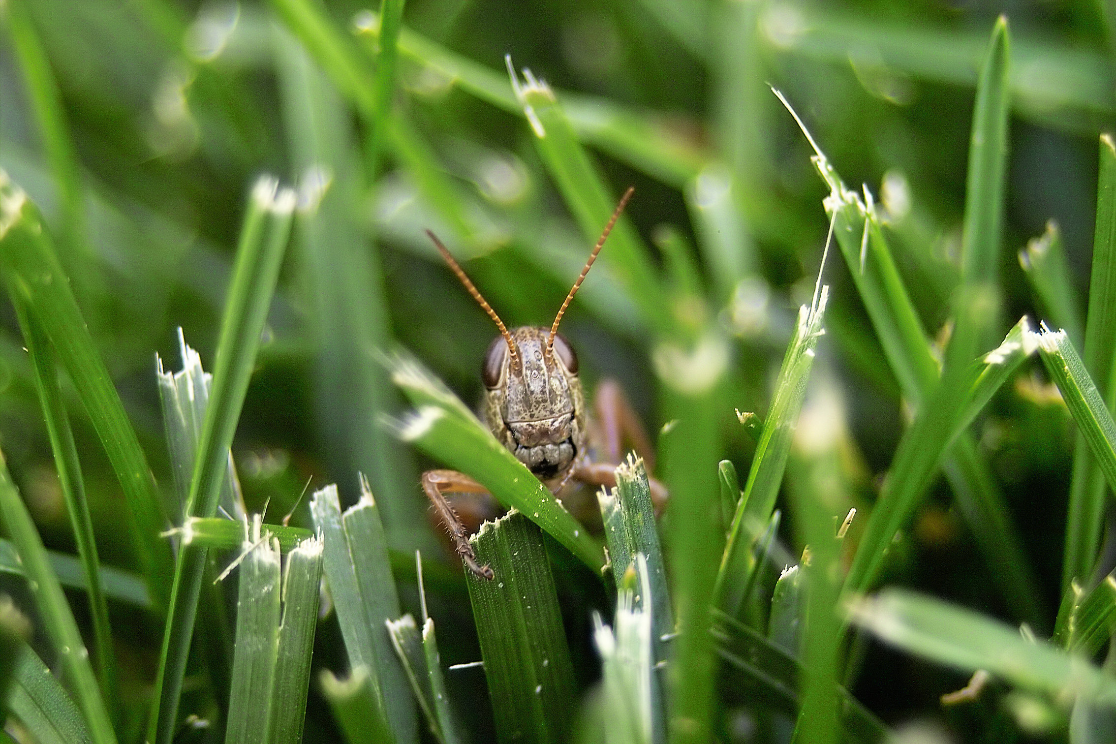 Ebern Designs Grasshopper in Grass by Jhorrocks | Wayfair