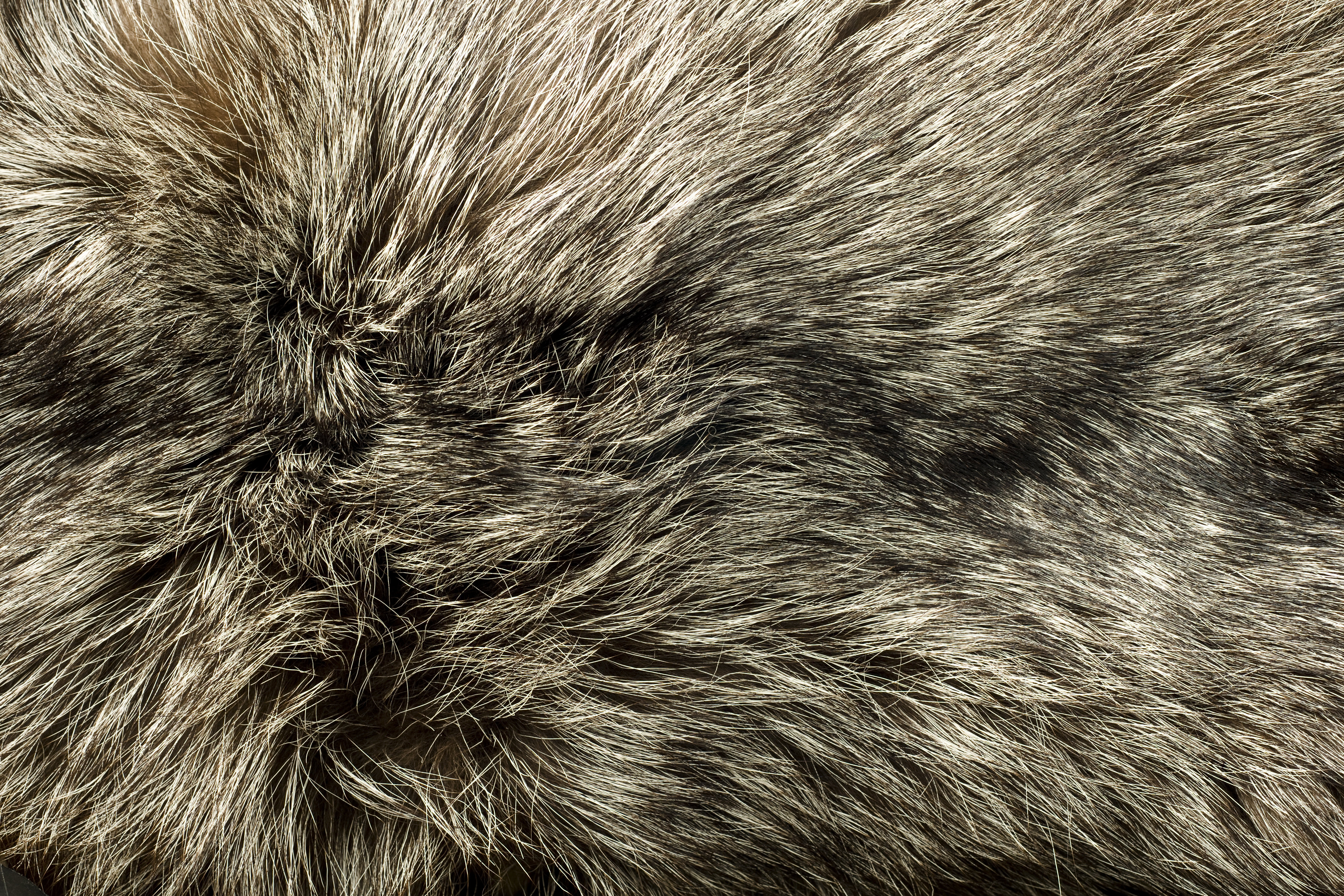 Millwood Pines Closeup of Beautiful Polar Fox Fur - Wrapped Canvas ...