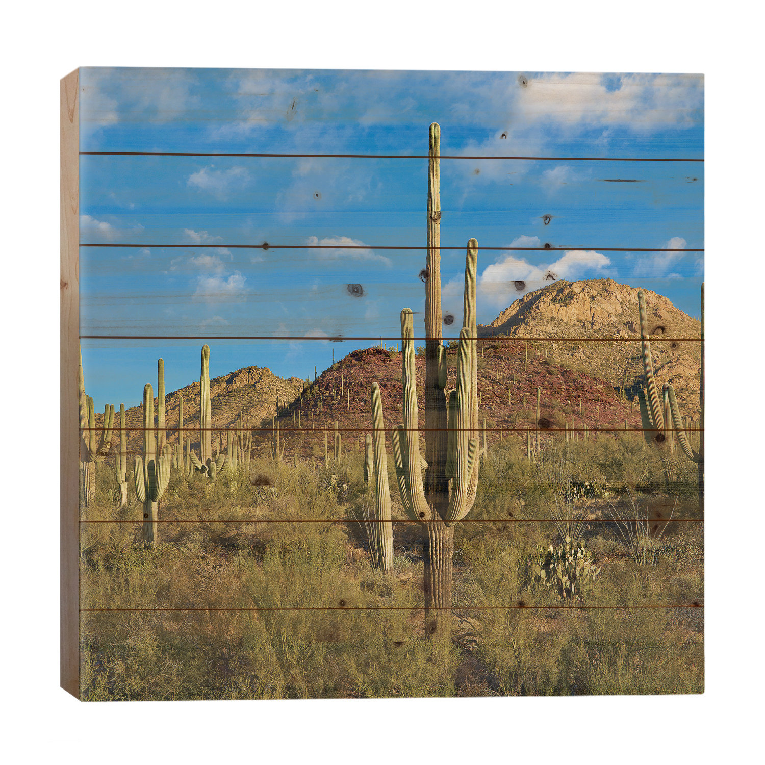 Union Rustic Saguaro, Tucson Mts, Saguaro National Park, Arizona by Tim ...