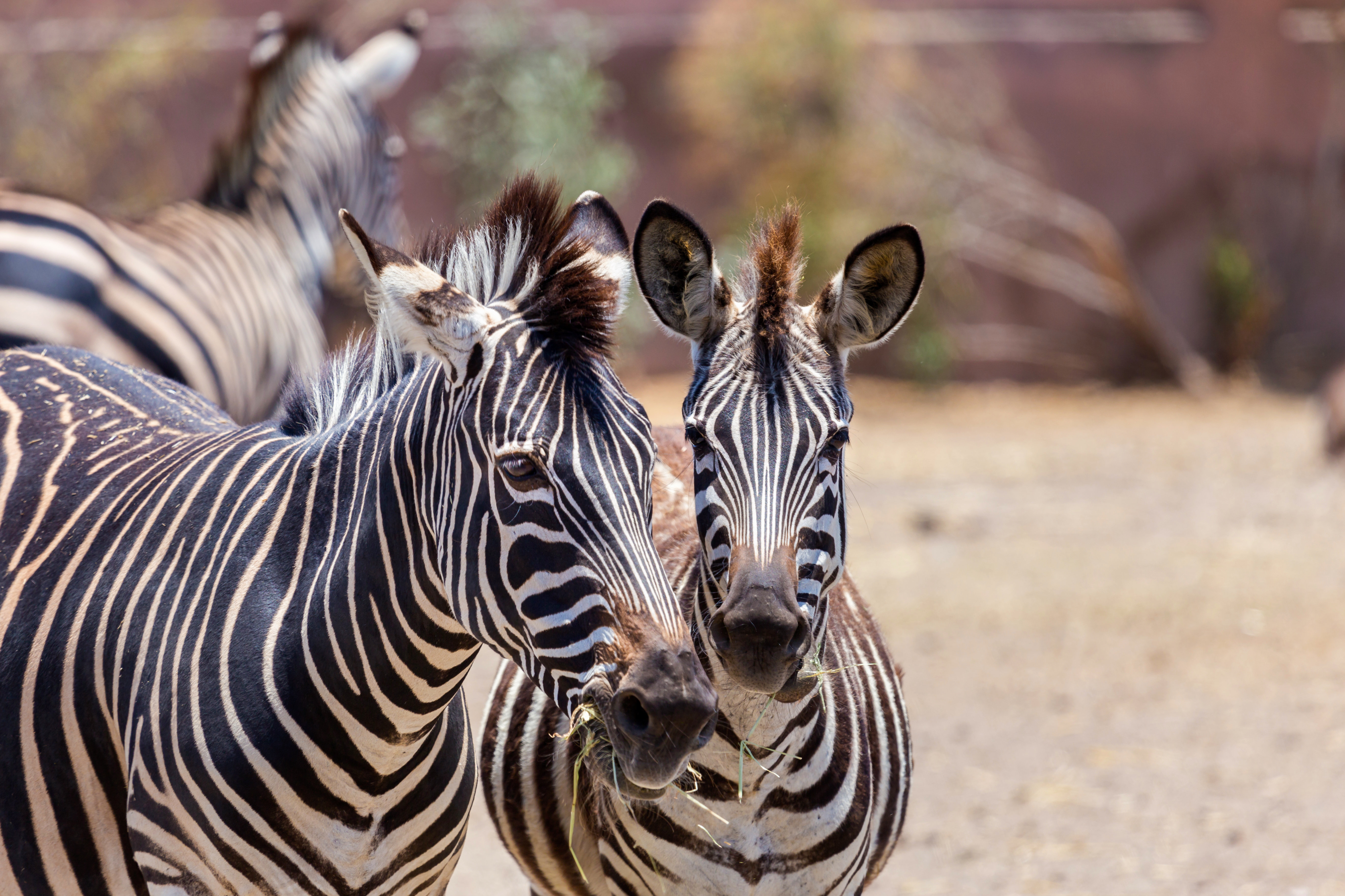 Hokku Designs Kratzer Zebra On Canvas by Dopeyden Photograph | Wayfair