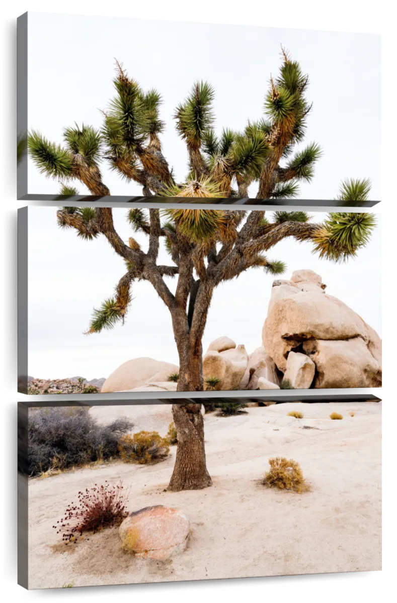 Elephant Stock Joshua Tree National Park III | Wayfair