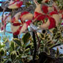 The Holiday Aisle® Peppermint Candy Garden Stake & Reviews | Wayfair