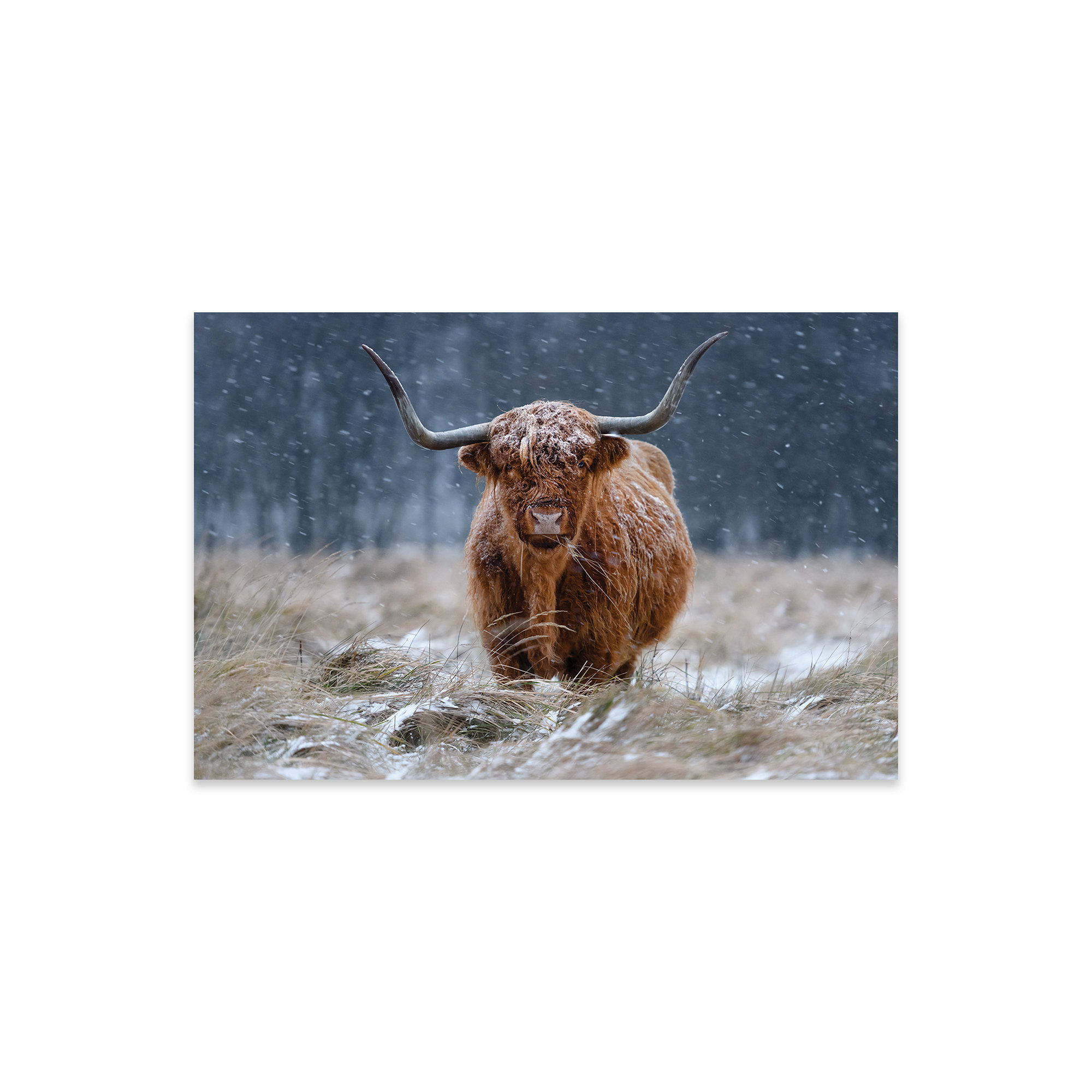 Union Rustic Kalanit Snowy Highland Cow by Richard Guijt - Unframed ...