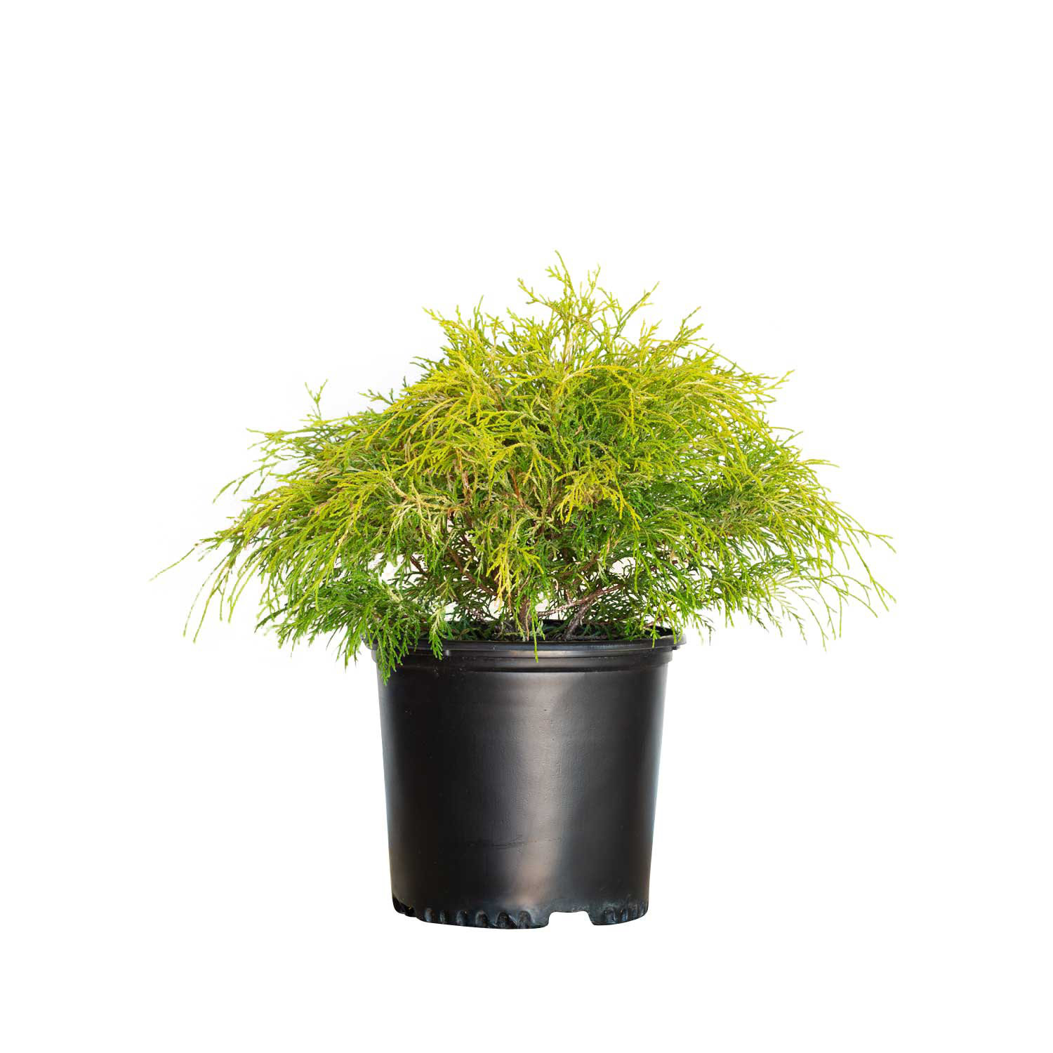 Plants by Mail 2.5 Gal. Golden Mop False Cypress - Evergreen False ...