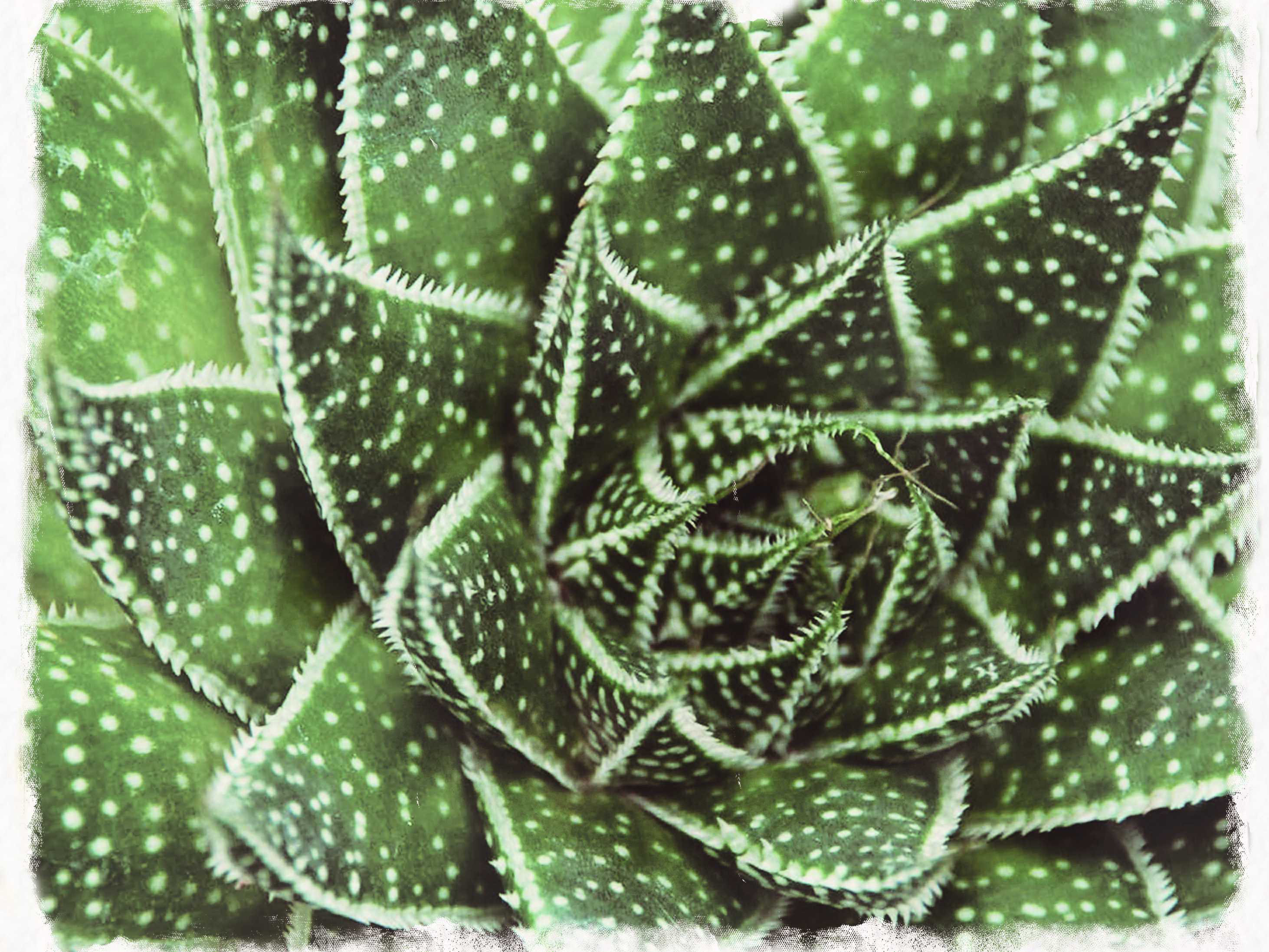 Dakota Fields Spotty Succulent - Wrapped Canvas Print | Wayfair
