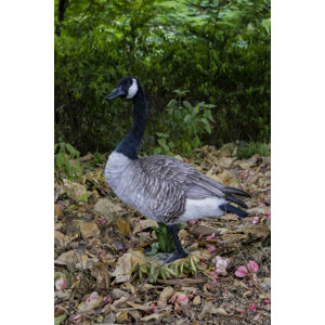 Hi-Line Gift Ltd. Standing Canada Goose Statue & Reviews | Wayfair