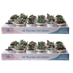 Costa Farms 48 Piece Costa Farms Live Mini Succulent Low Maintenance ...